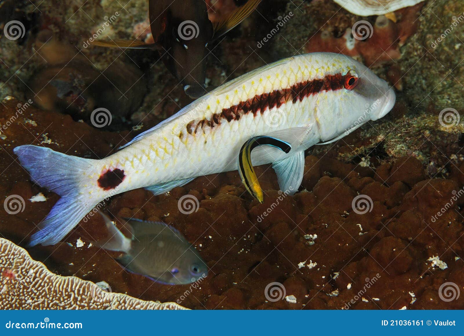 Parupeneus Barberinus - Kropkuje Goatfish Obraz Stock - Obraz złożonej ...