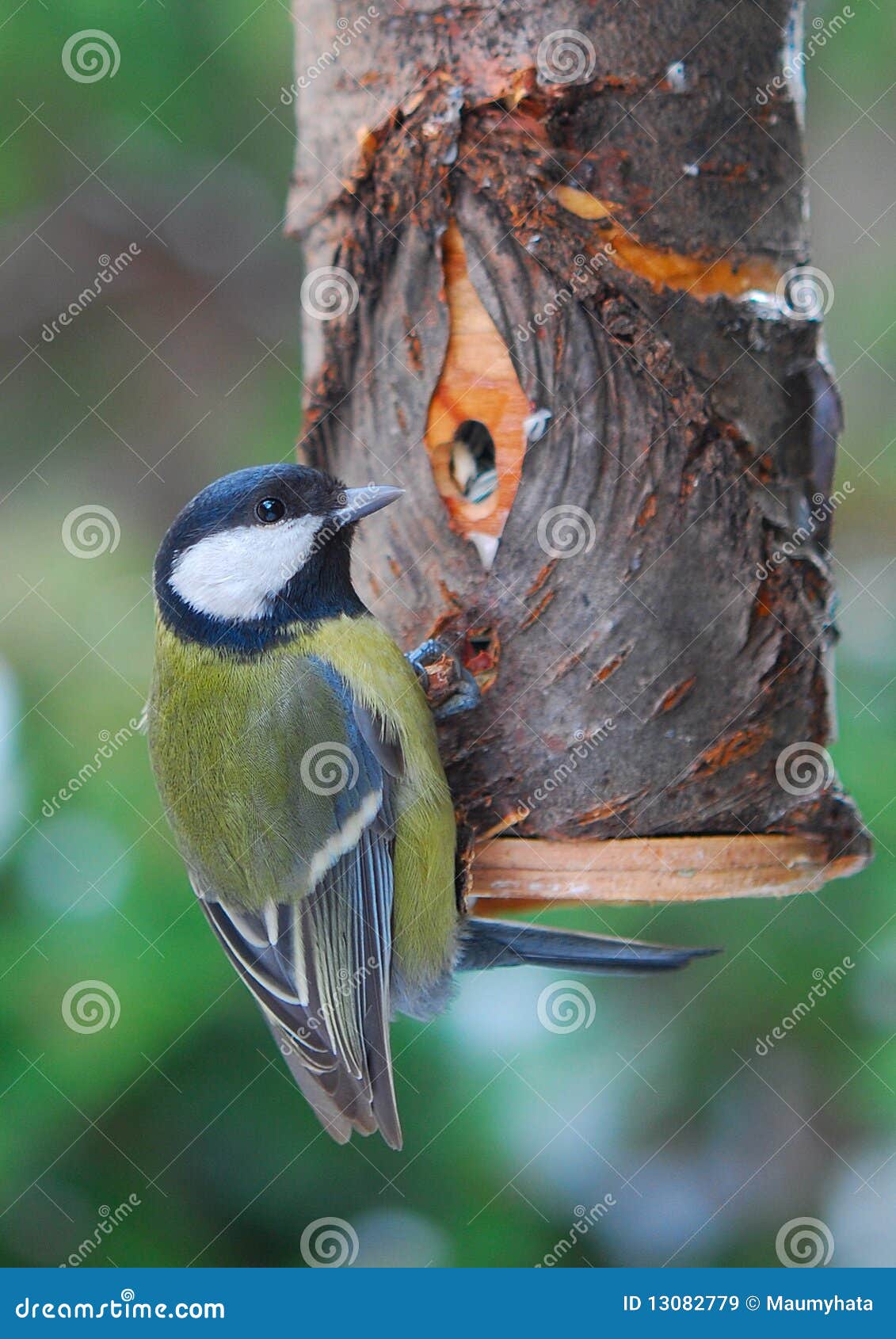 Parus major stock image. Image of sitting, bird, tree - 13082779
