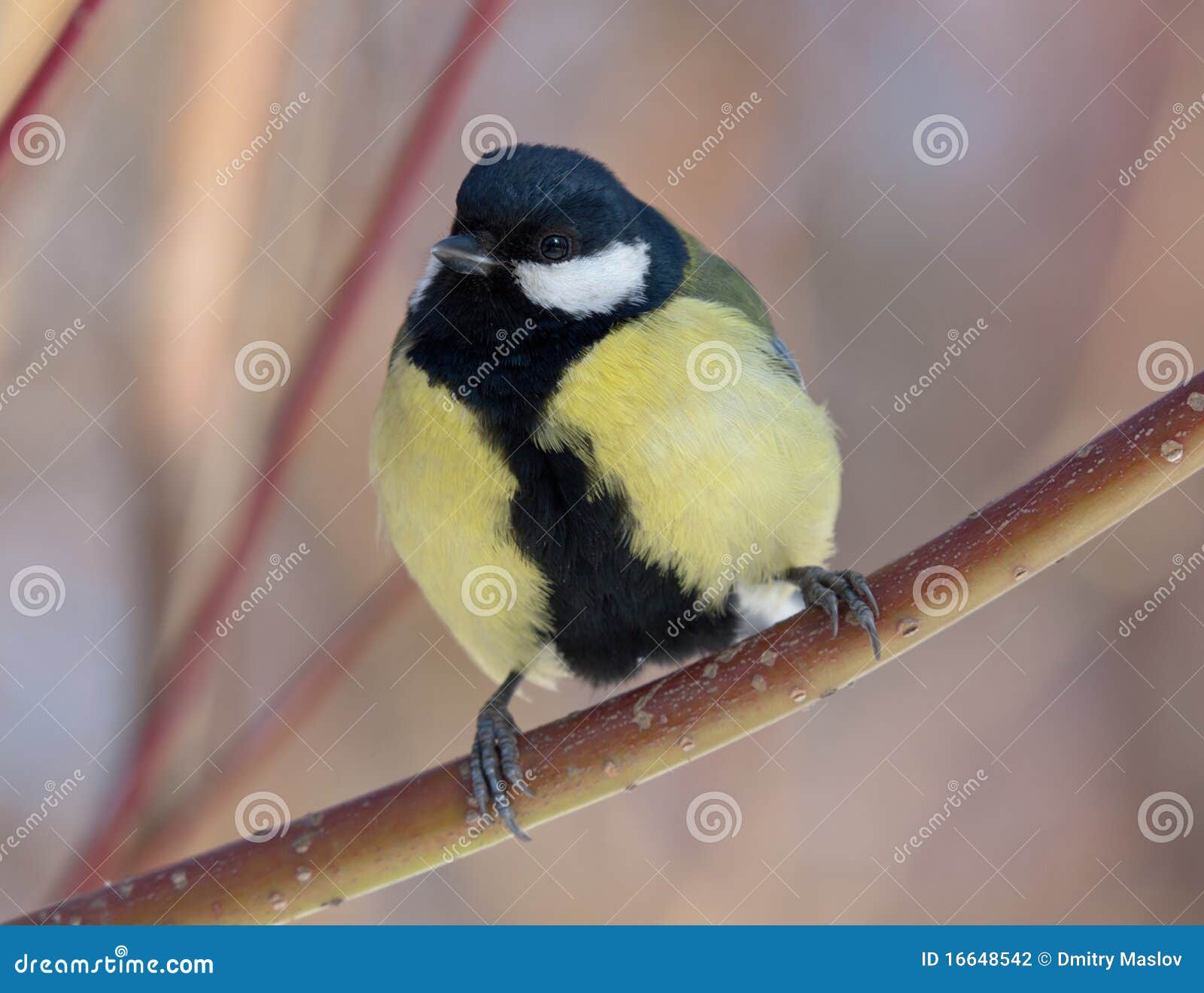 Parus major stock photo. Image of color, animals, major - 16648542