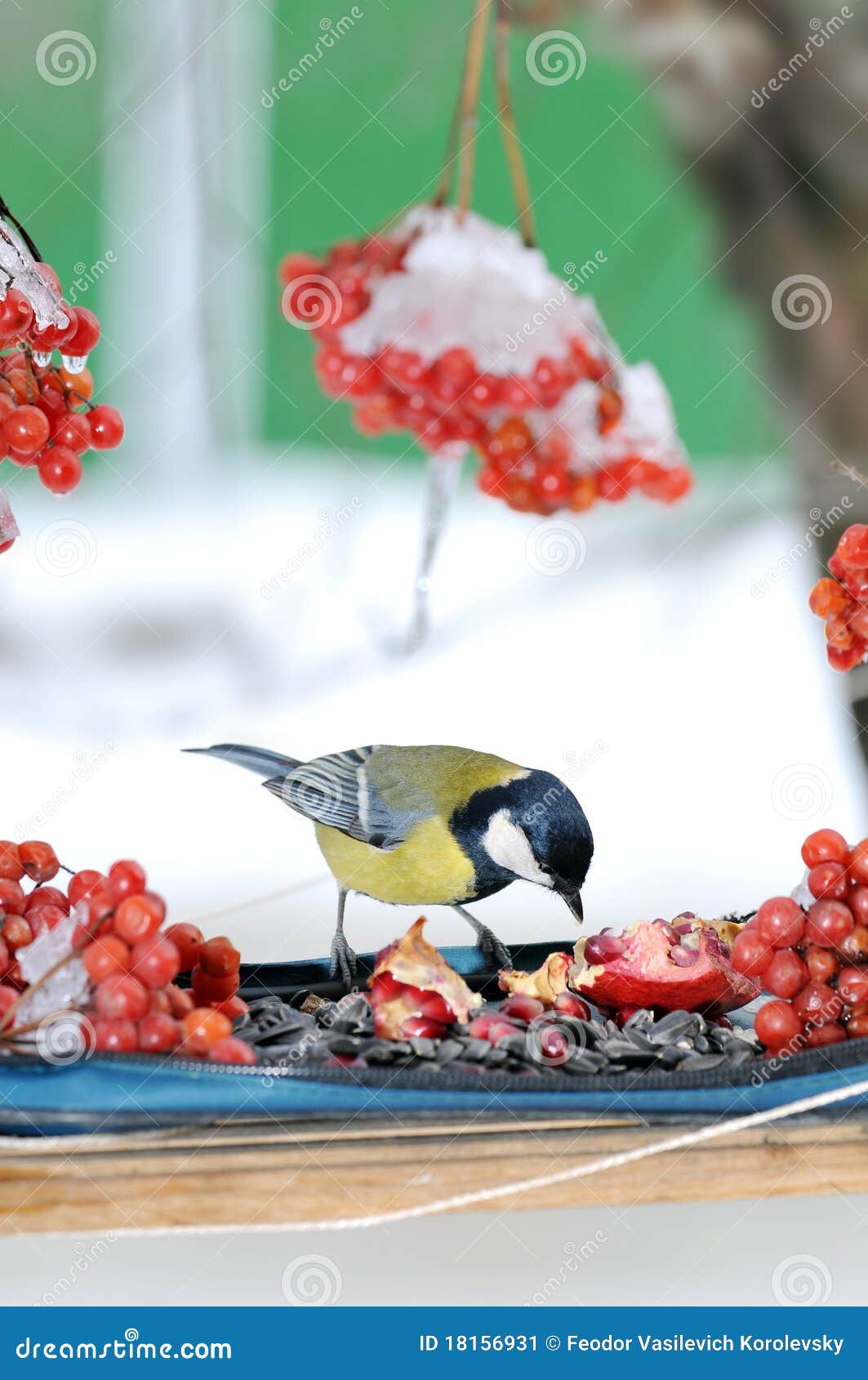 Parus major stock image. Image of beak, sight, party - 18156931