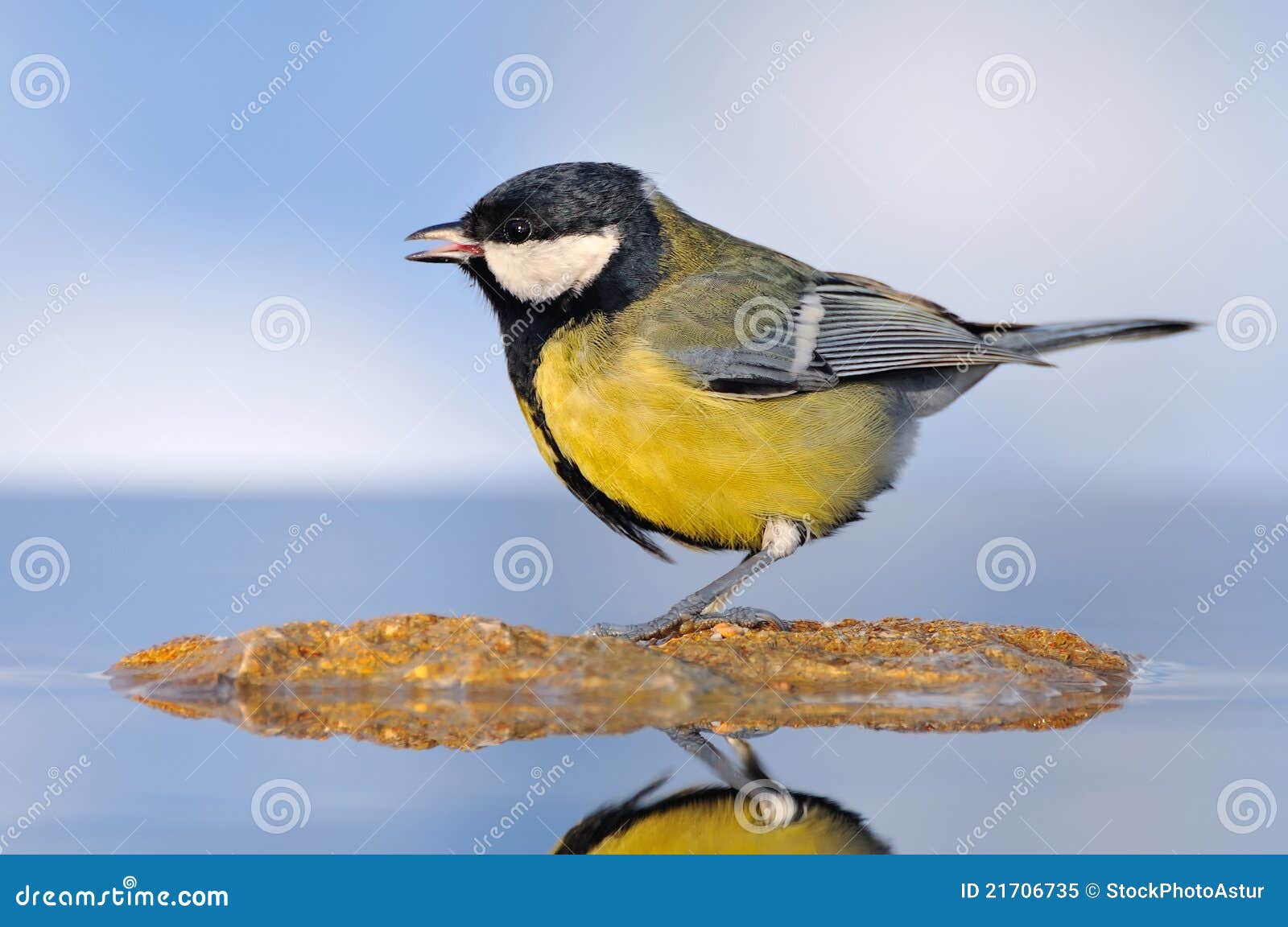 Parus major. stock image. Image of great, drinker, reflections - 21706735