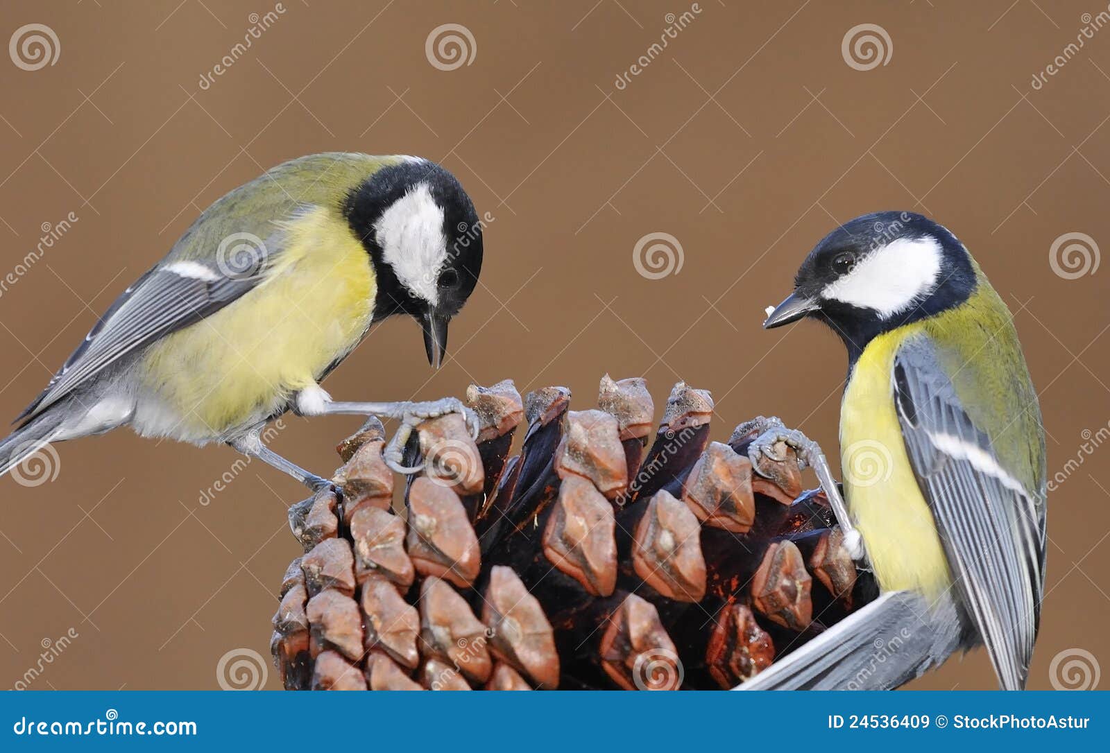 Parus major. stock image. Image of environment, colorful - 24536409