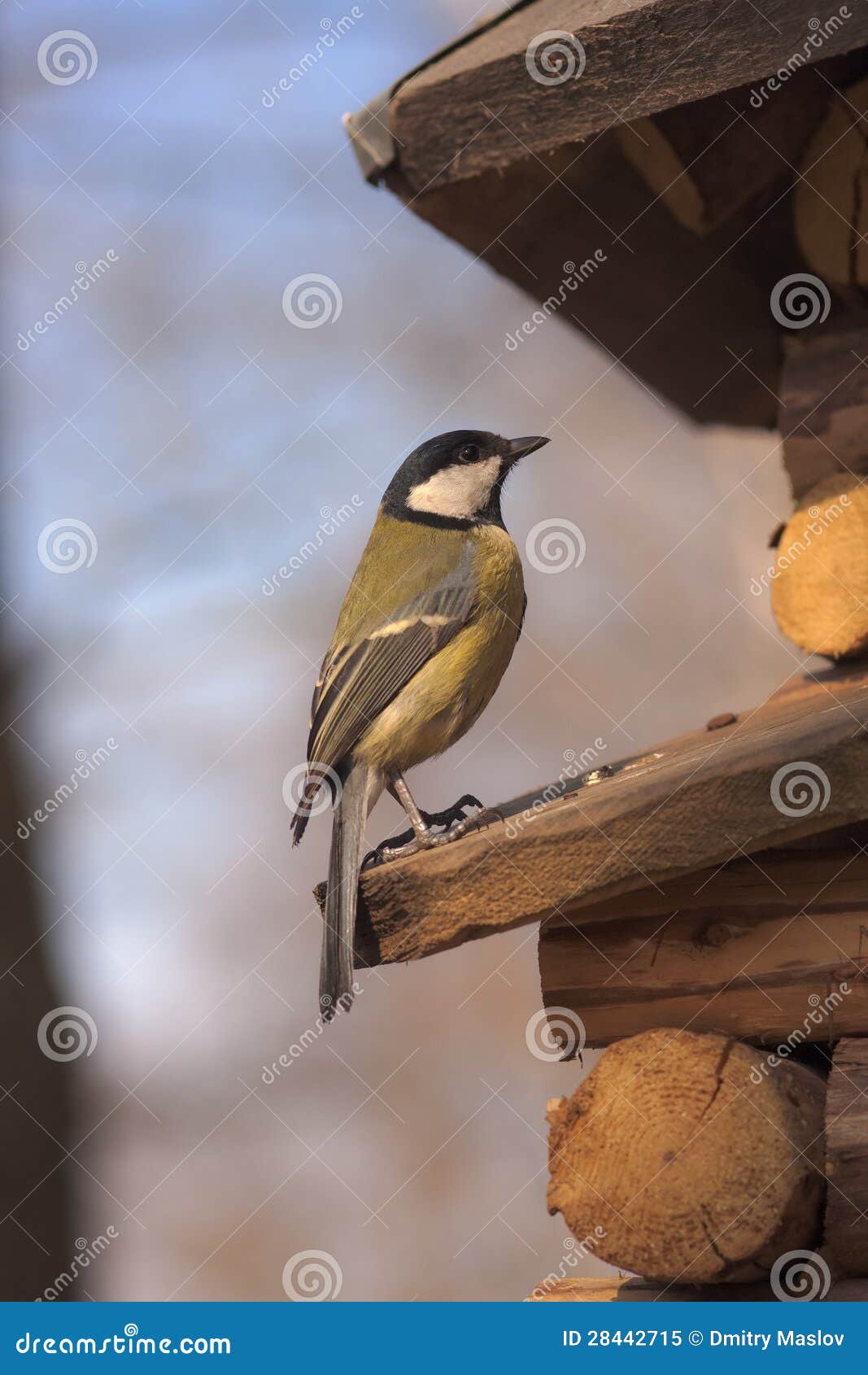 Parus major stock image. Image of macro, nature, wing - 28442715