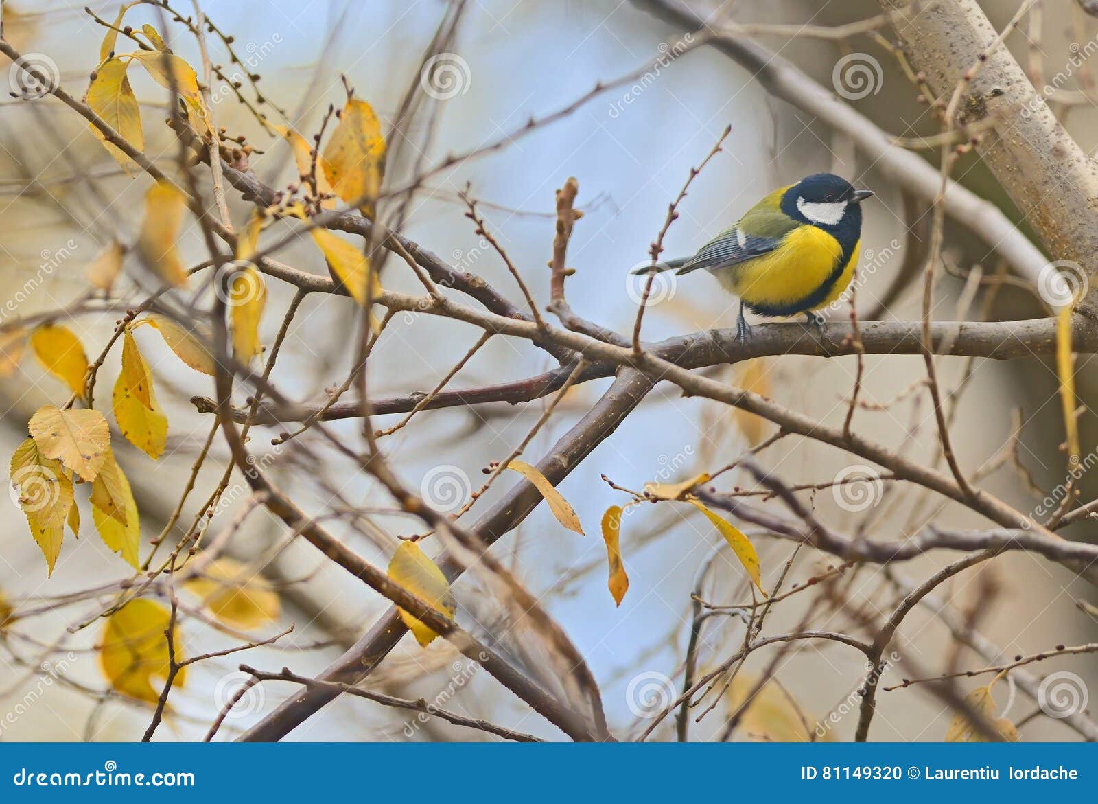 Parus Major, Great Tit Bird Stock Photo - Image of europe, ornithology ...