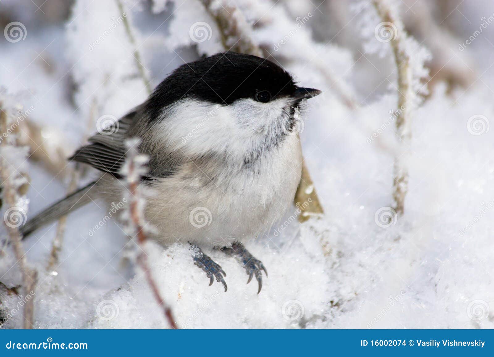 Parus montanus, Willow Tit stock photo. Image of capped - 16002074
