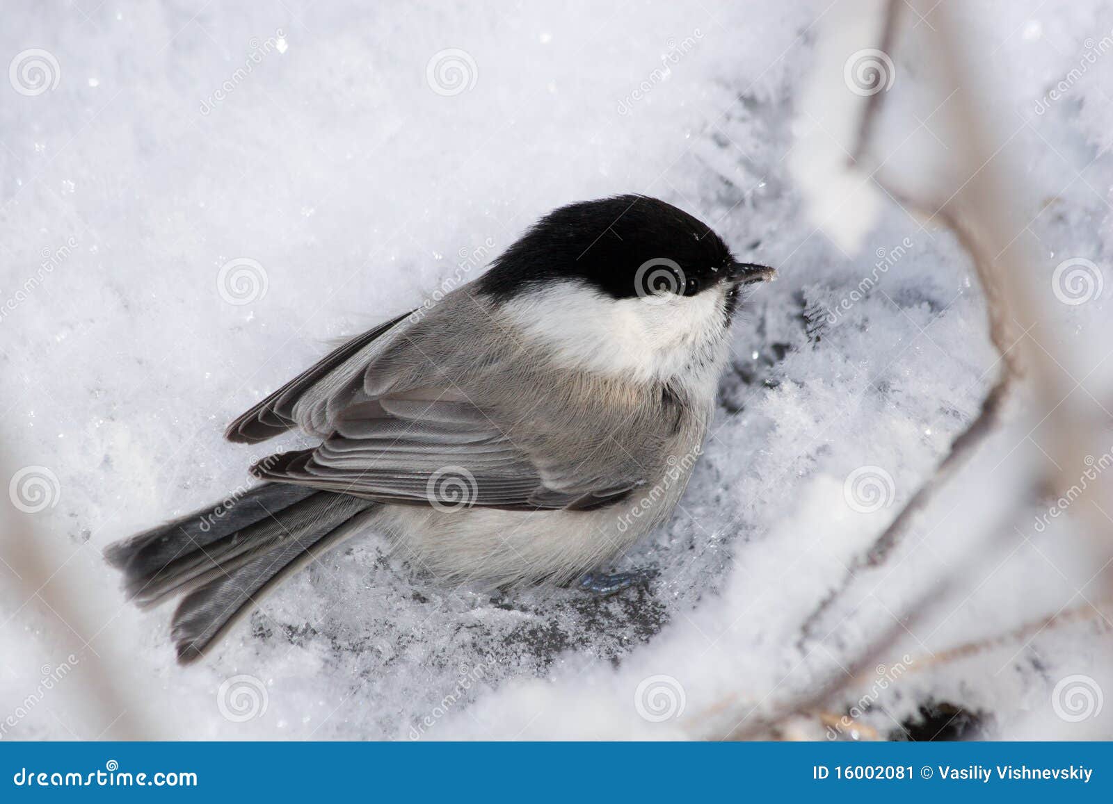 Parus montanus, Willow Tit stock image. Image of nice - 16002081