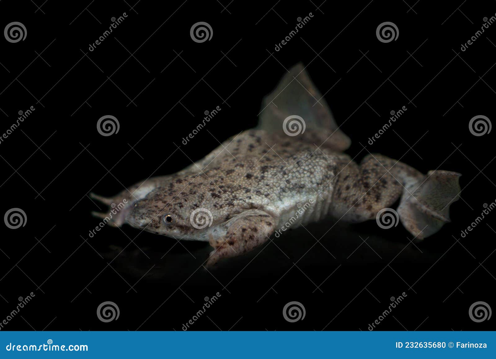 Parva S Venezuela Toad, Pipa Parva, Isolated on White Stock Photo ...