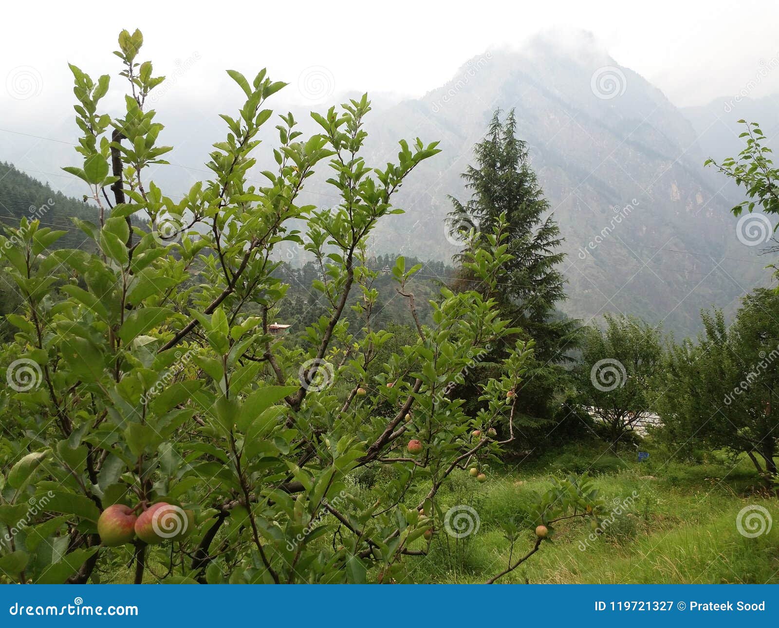 Parvati Valley Jari Kullu Himachal Pardesh Stock Image - Image of ...