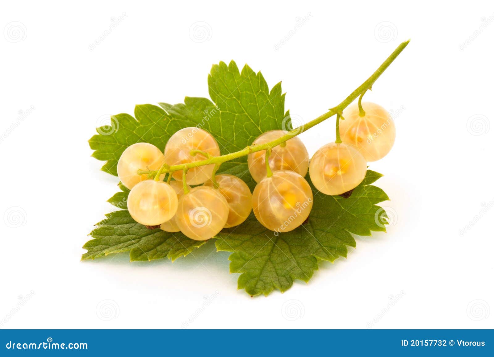 Pasa blanca foto de archivo. Imagen de blanco, primer - 20157732