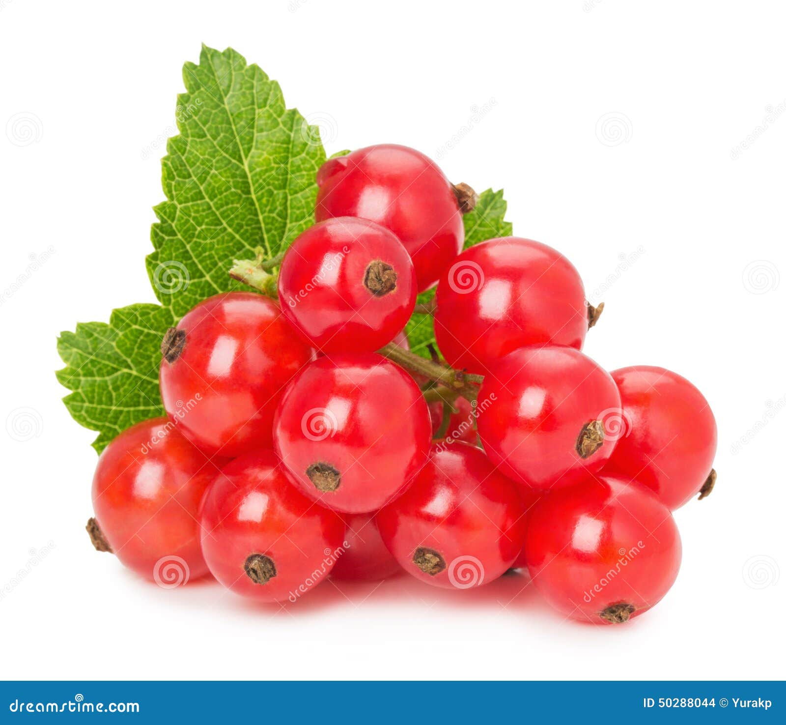 Pasa Roja Aislada En El Fondo Blanco Foto de archivo - Imagen de ...