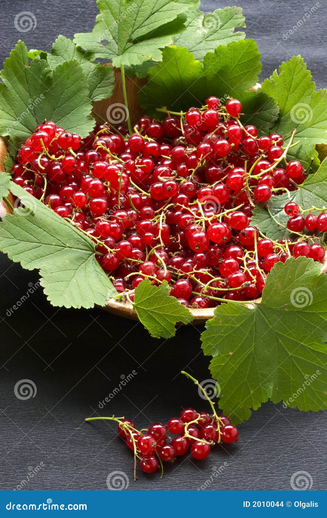 Pasa roja en el vector foto de archivo. Imagen de recientemente - 2010044