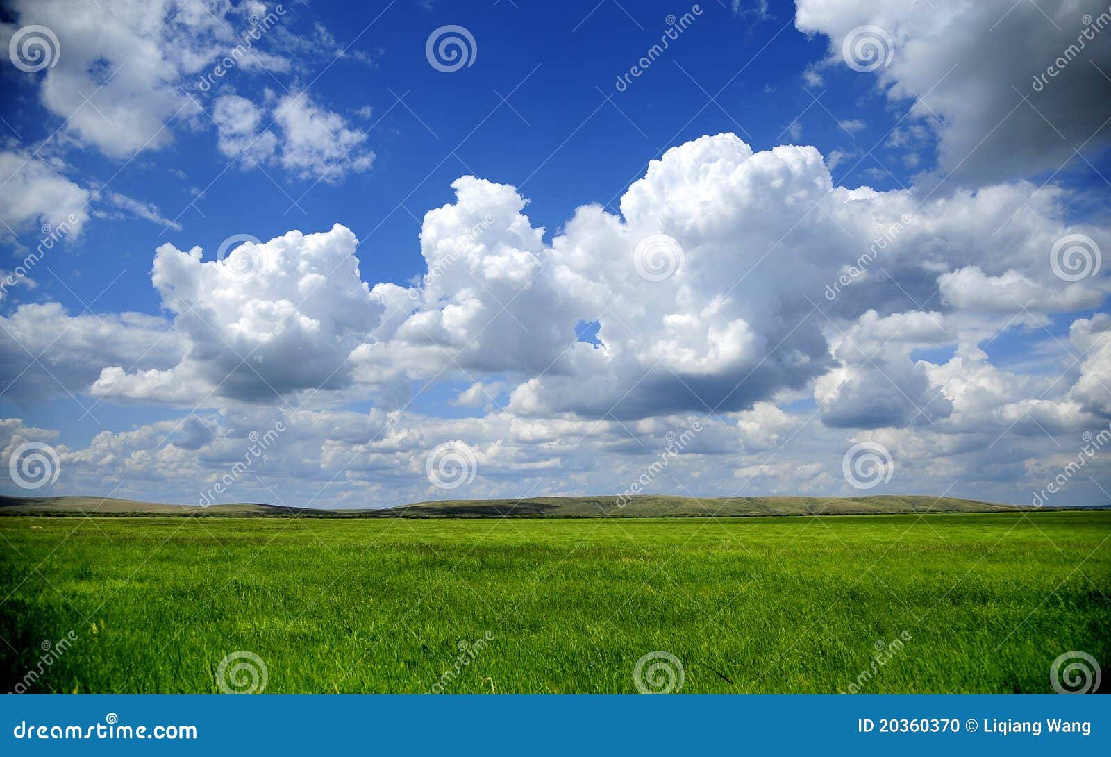 Pascolo fotografia stock. Immagine di bianco, sfondo - 20360370