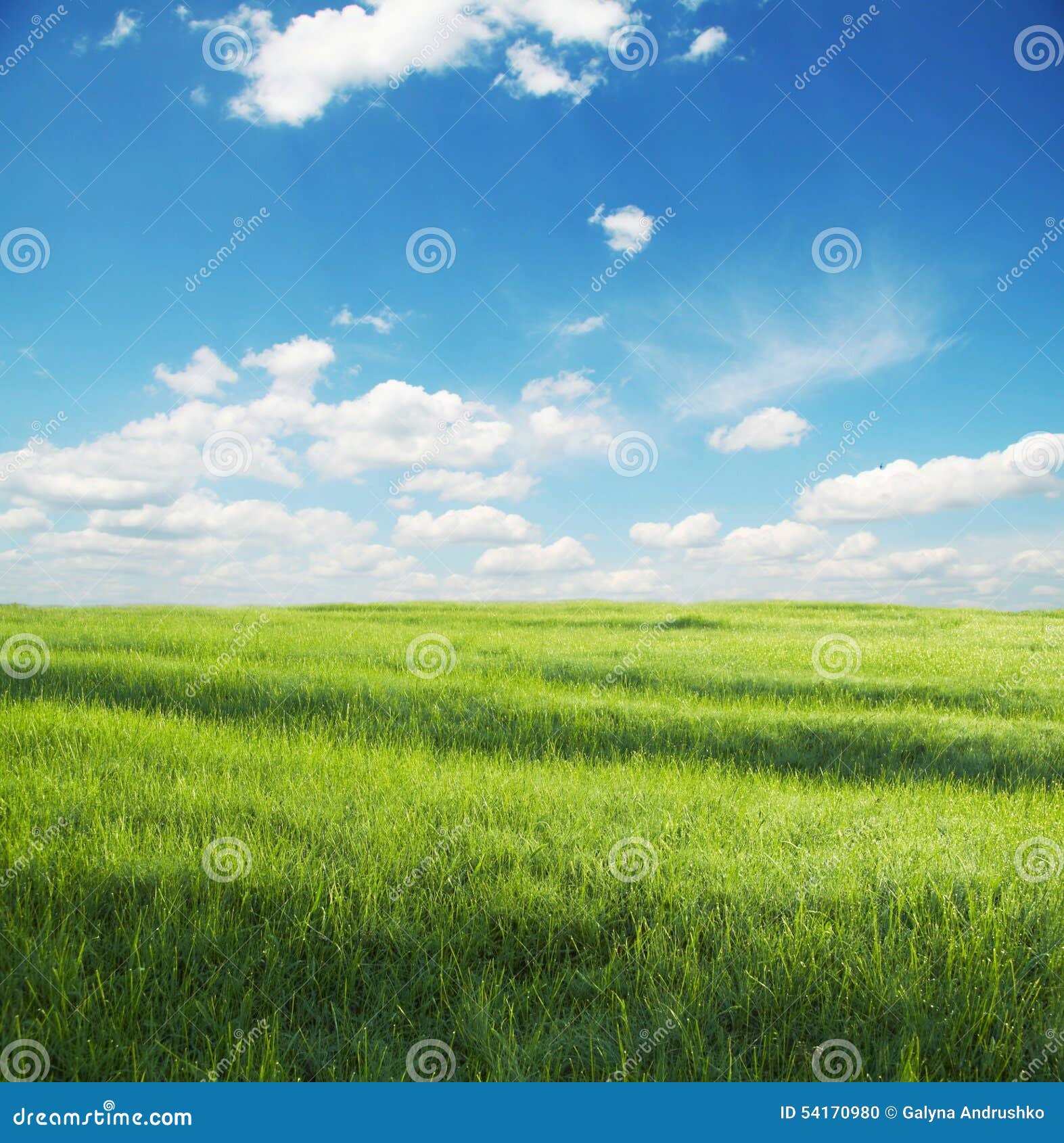 Pascolo fotografia stock. Immagine di libertà, radura - 54170980