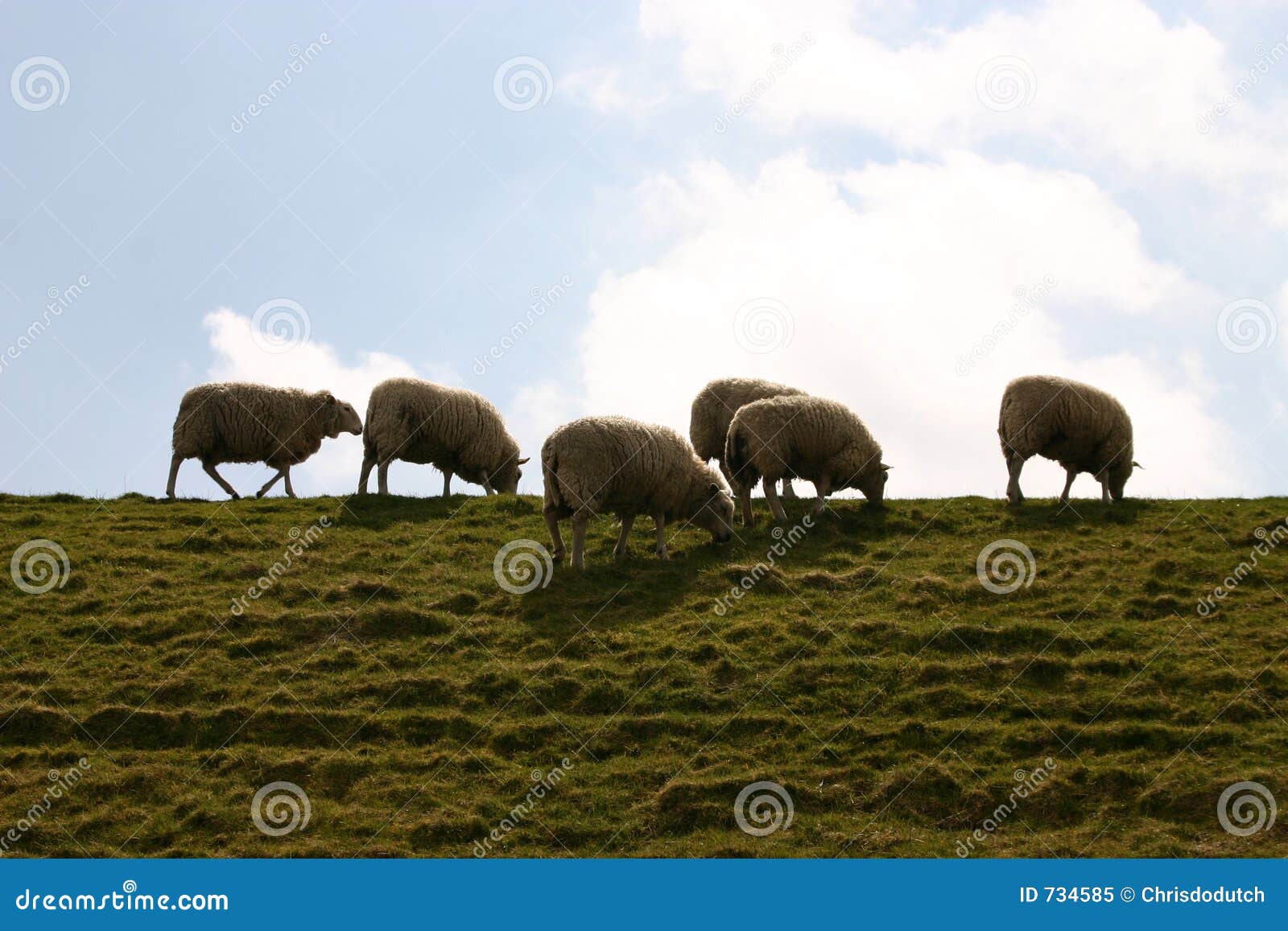 Pascolo immagine stock. Immagine di madre, erba, sguardo - 734585