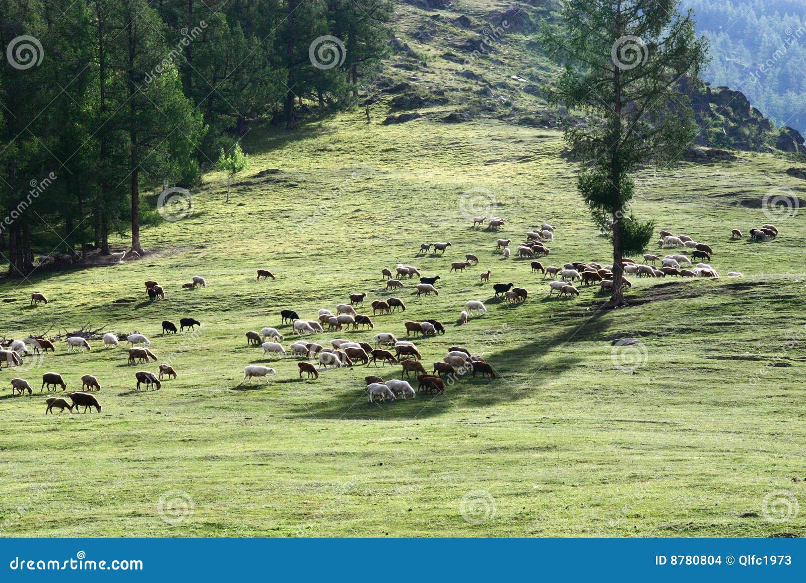 Pascolo fotografia stock. Immagine di cina, luce, verde - 8780804