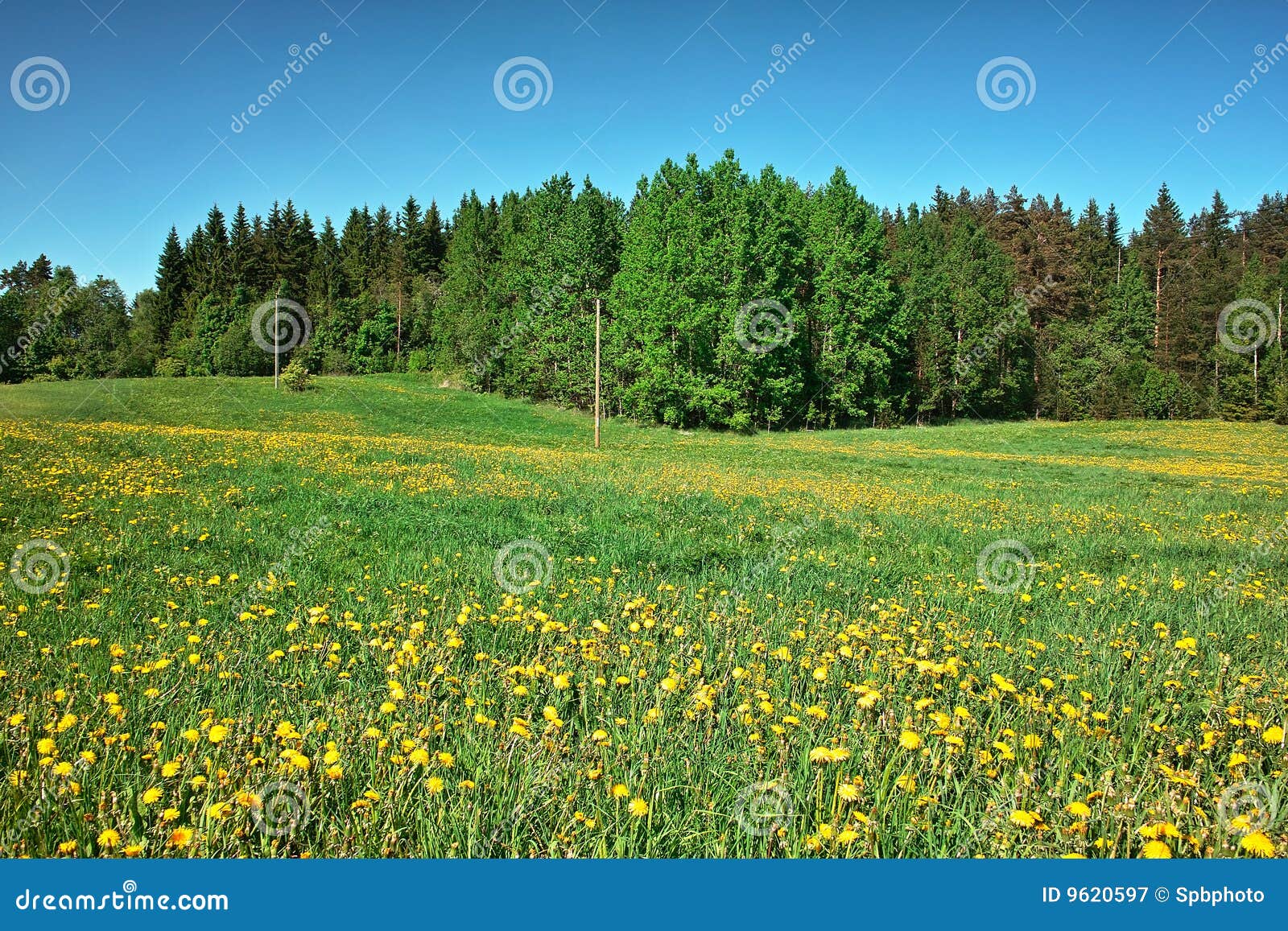 Pascolo immagine stock. Immagine di farmland, paesaggio - 9620597
