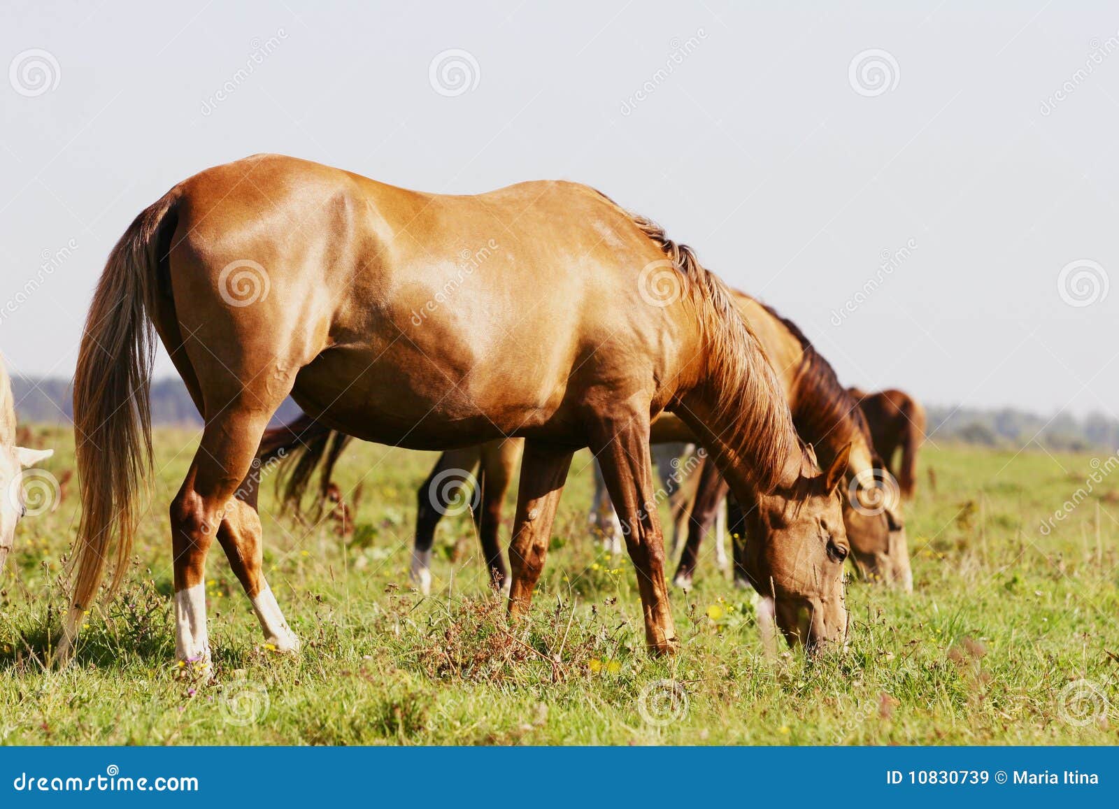 Pascolo dei cavalli immagine stock. Immagine di pascolo - 10830739