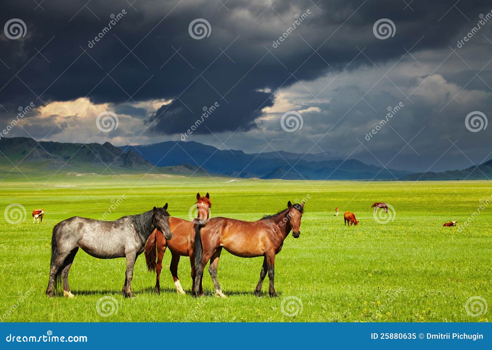 Pascolo dei cavalli immagine stock. Immagine di ambiente - 25880635