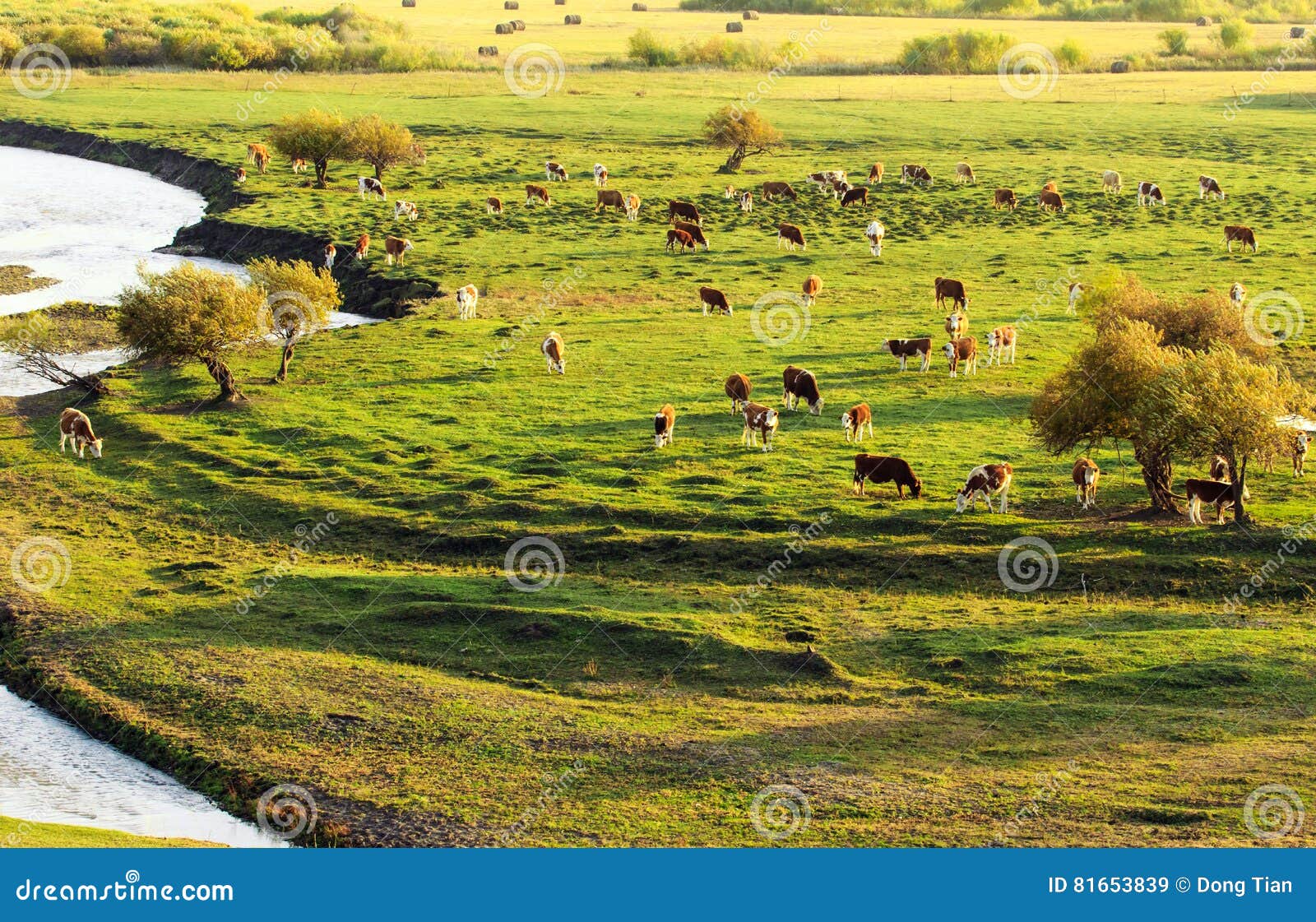 Pascolo del pascolo immagine stock. Immagine di scenico - 81653839