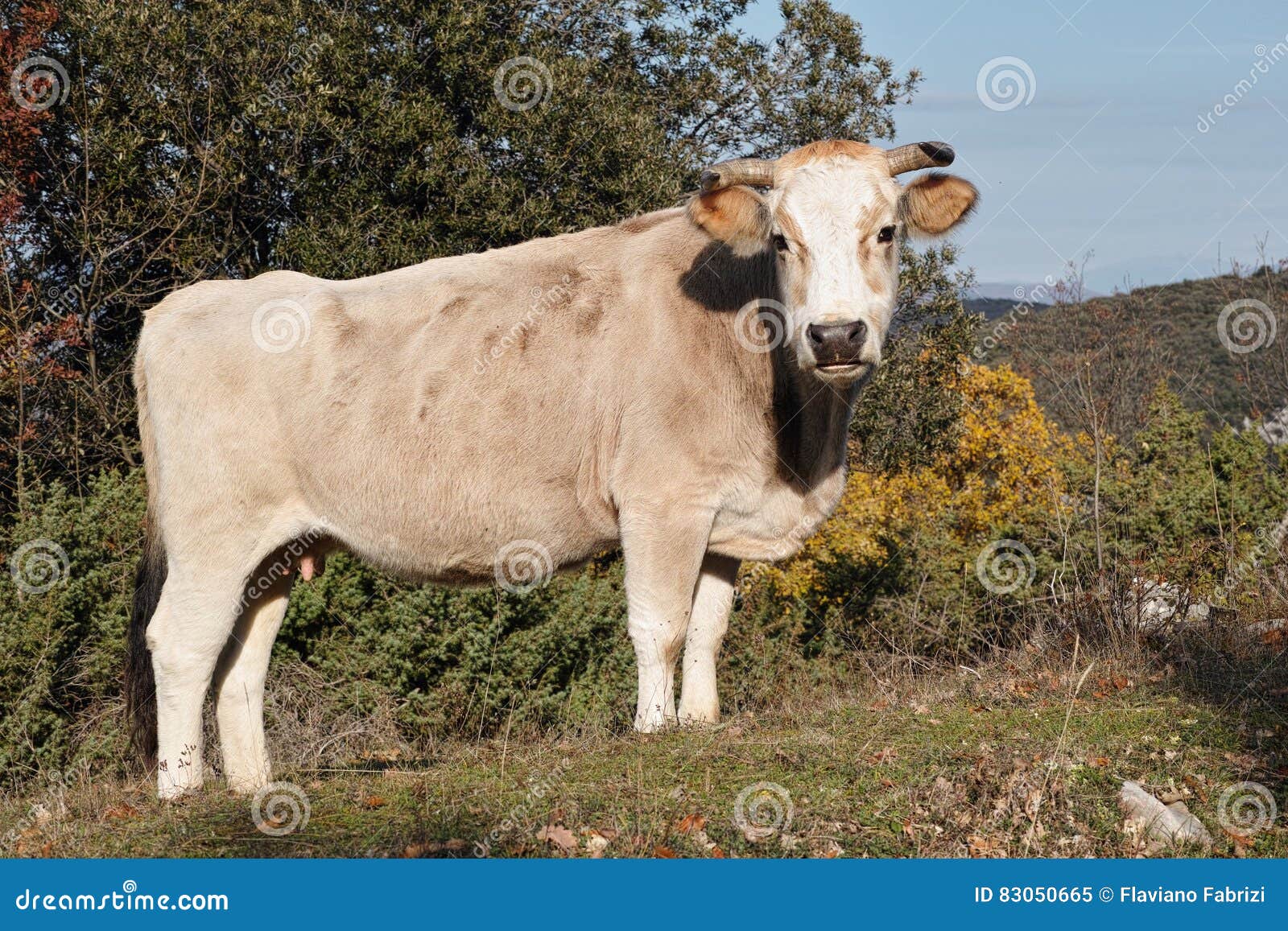 Pascolo della mucca immagine stock. Immagine di animale - 83050665