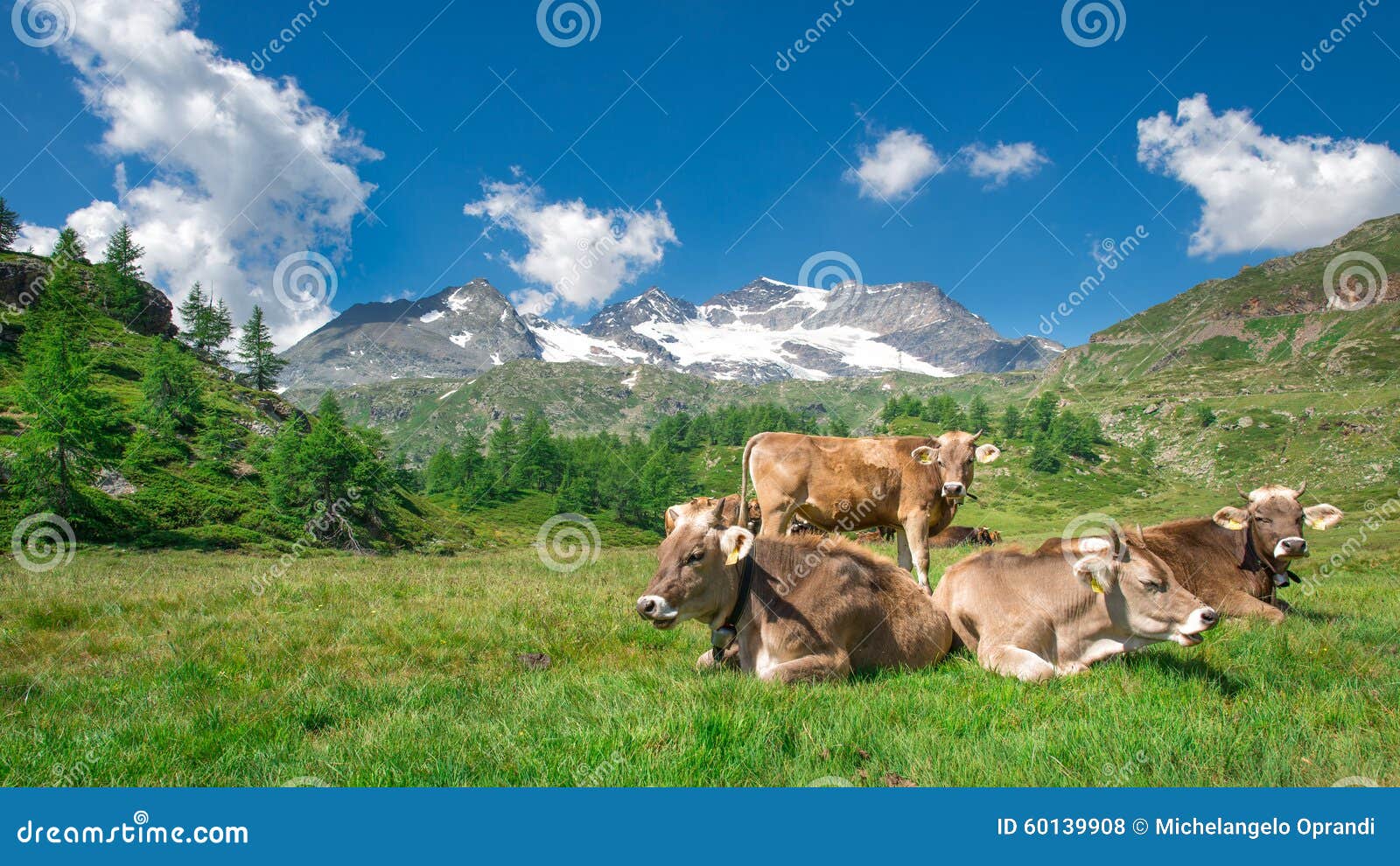 Pascolo delle mucche fotografia stock. Immagine di verde - 60139908