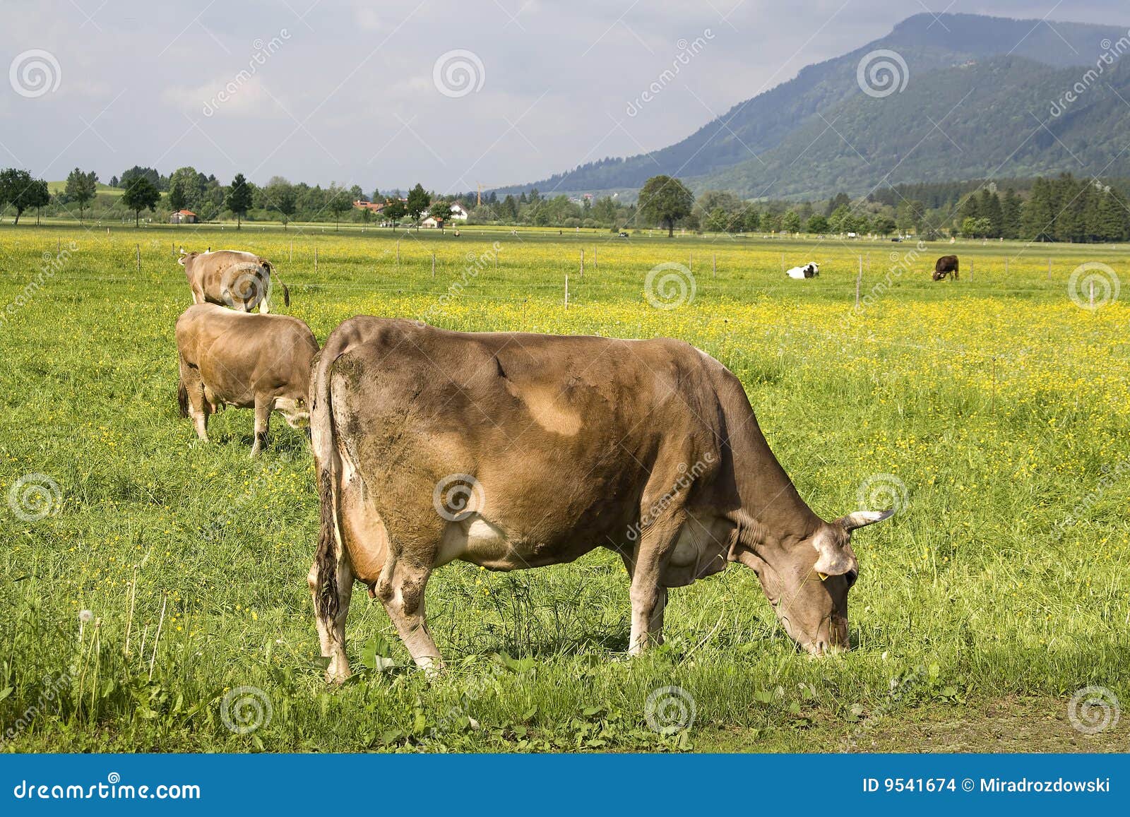 Pascolo delle mucche fotografia stock. Immagine di cielo - 9541674