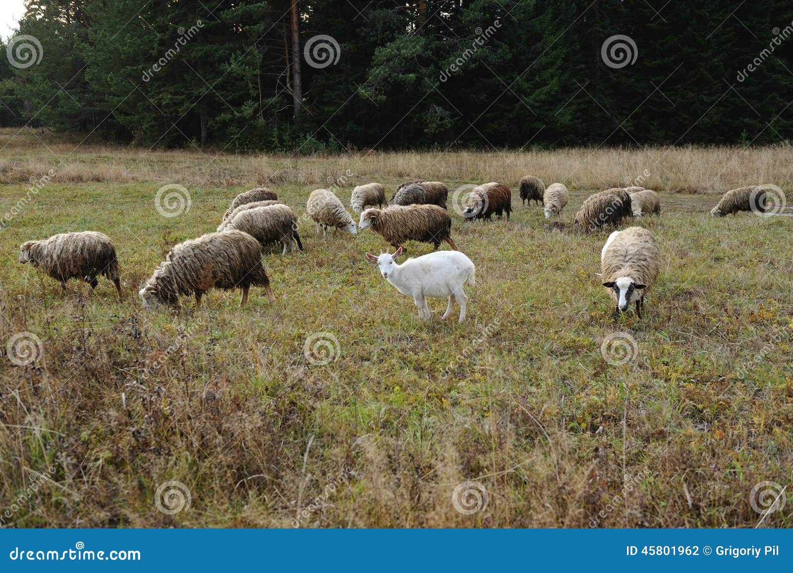 Pascolo Le Pecore E Delle Capre Fotografia Stock - Immagine di prato ...