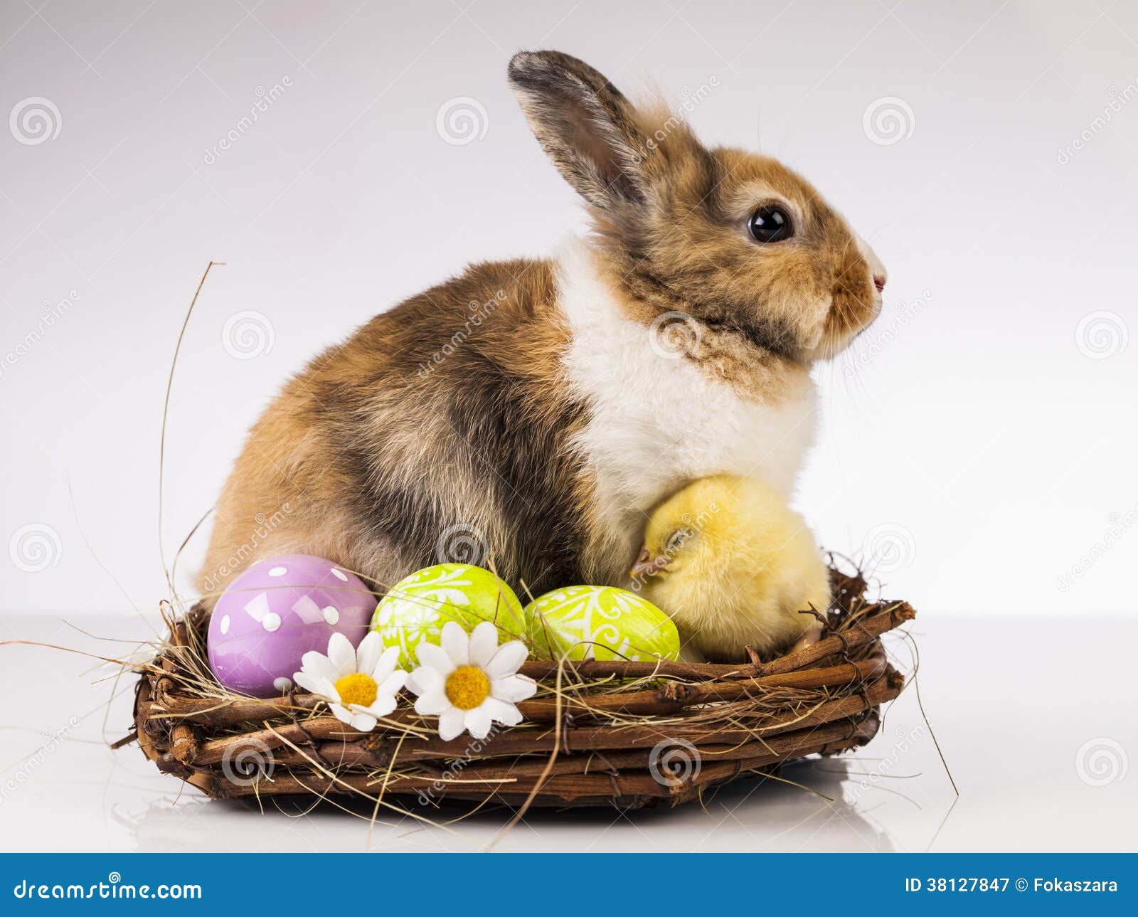 Pasen, Konijn, Kuiken, Shell Stock Afbeelding - Image of april, ontbijt ...