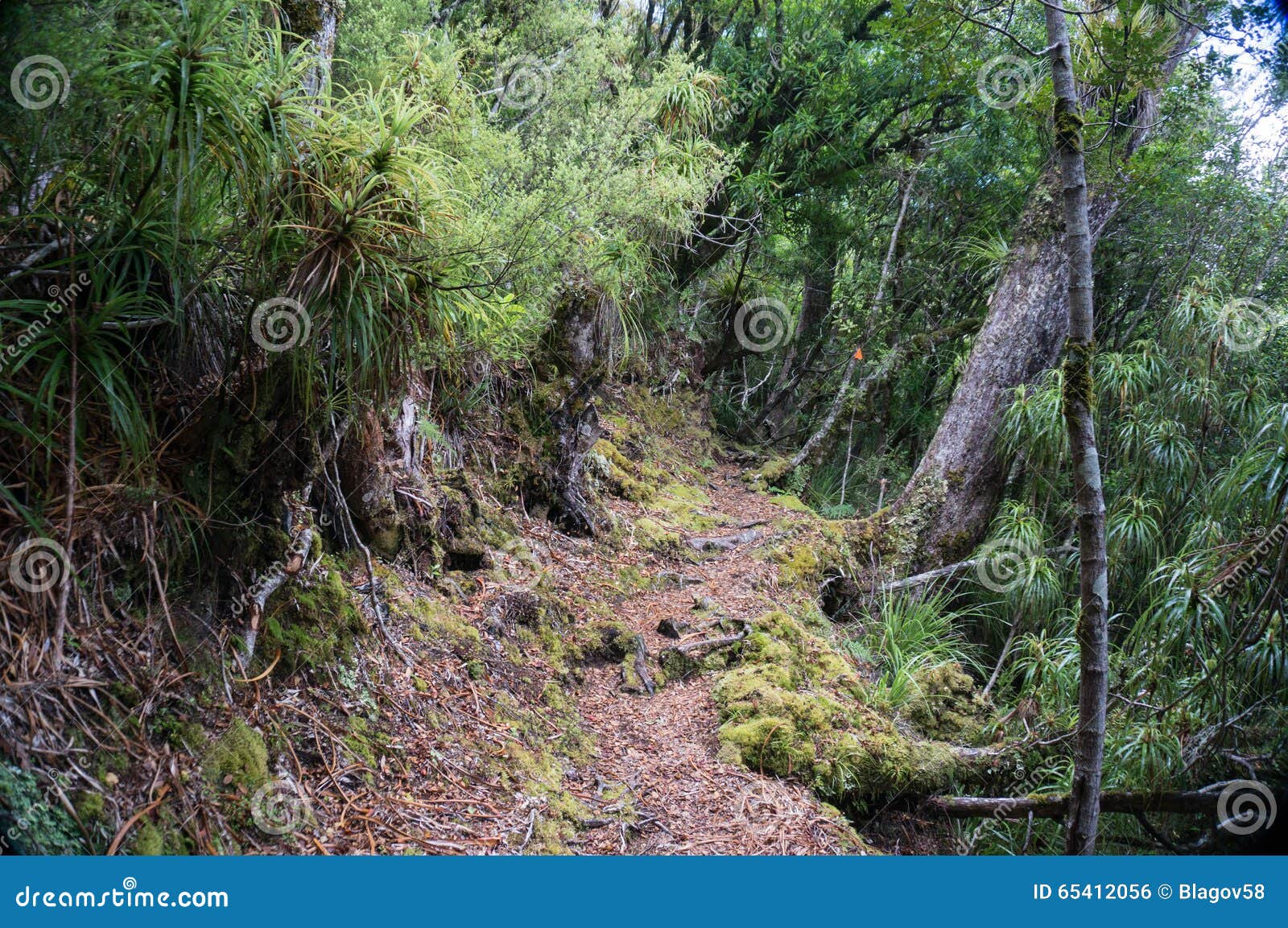 Paseo De Te Urewera National Park Foto de archivo - Imagen de isla ...