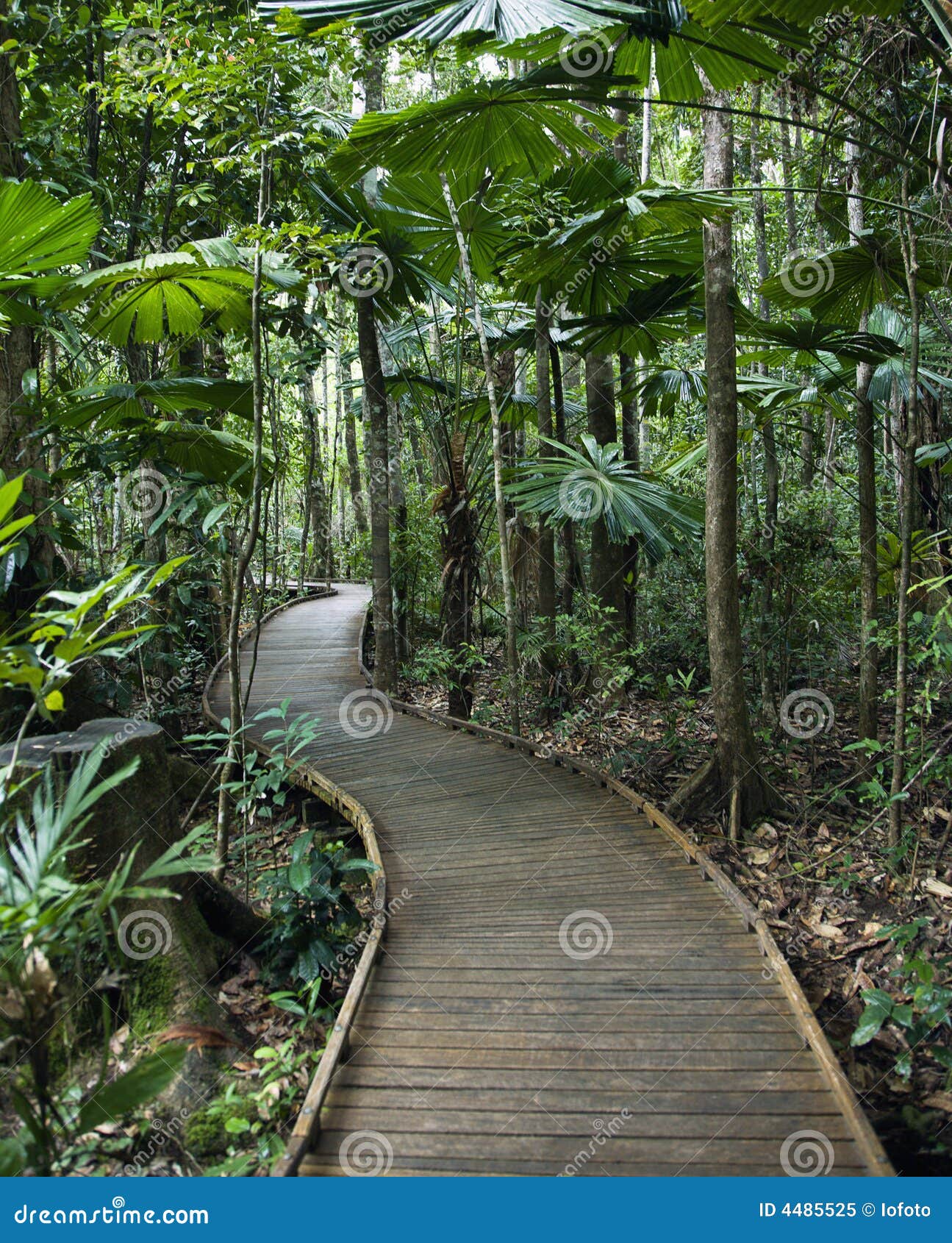 Paseo Marítimo En Selva Tropical. Imagen de archivo - Imagen de camino ...