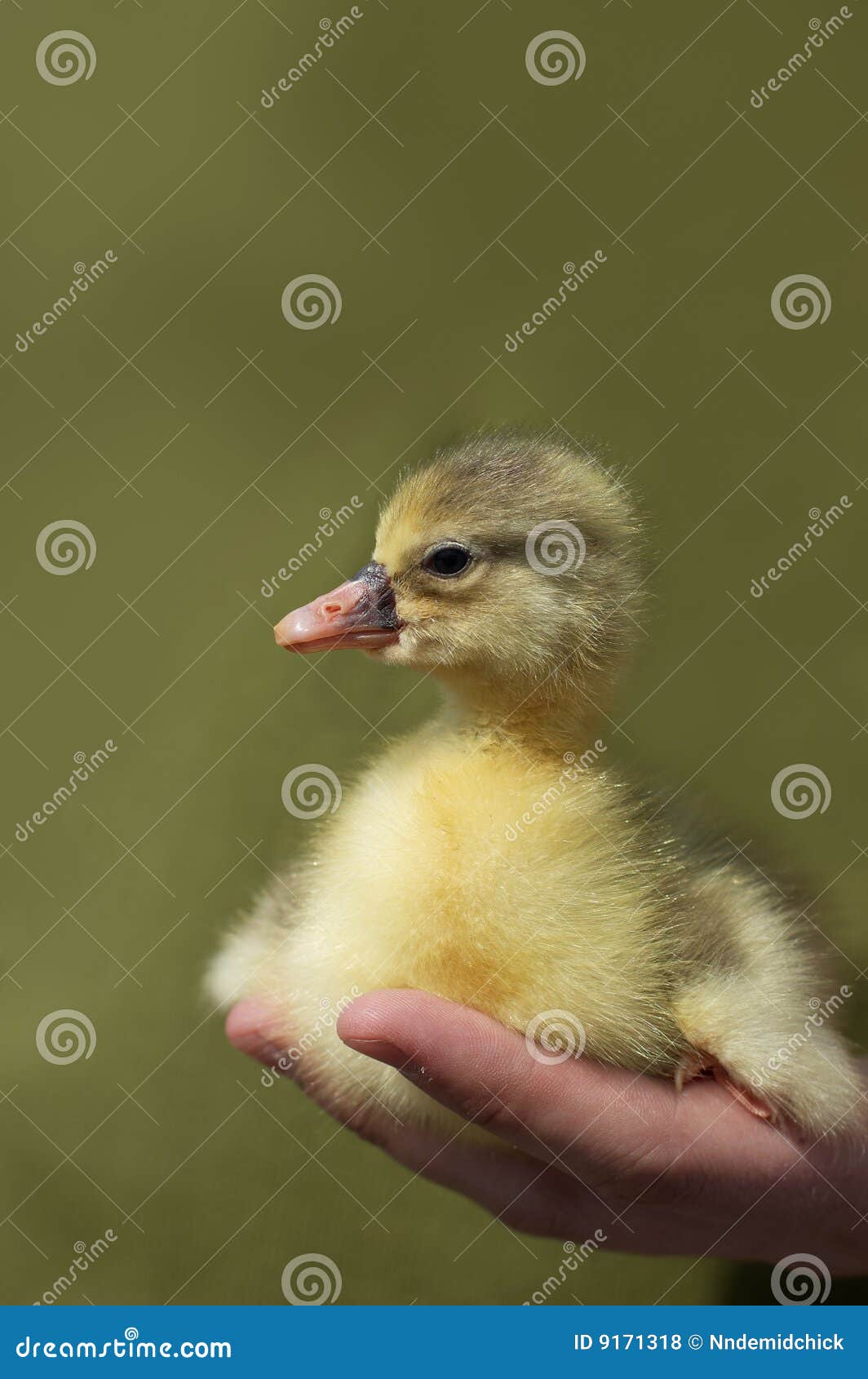 Pasgeboren gansje stock foto. Image of eend, dier, pret - 9171318