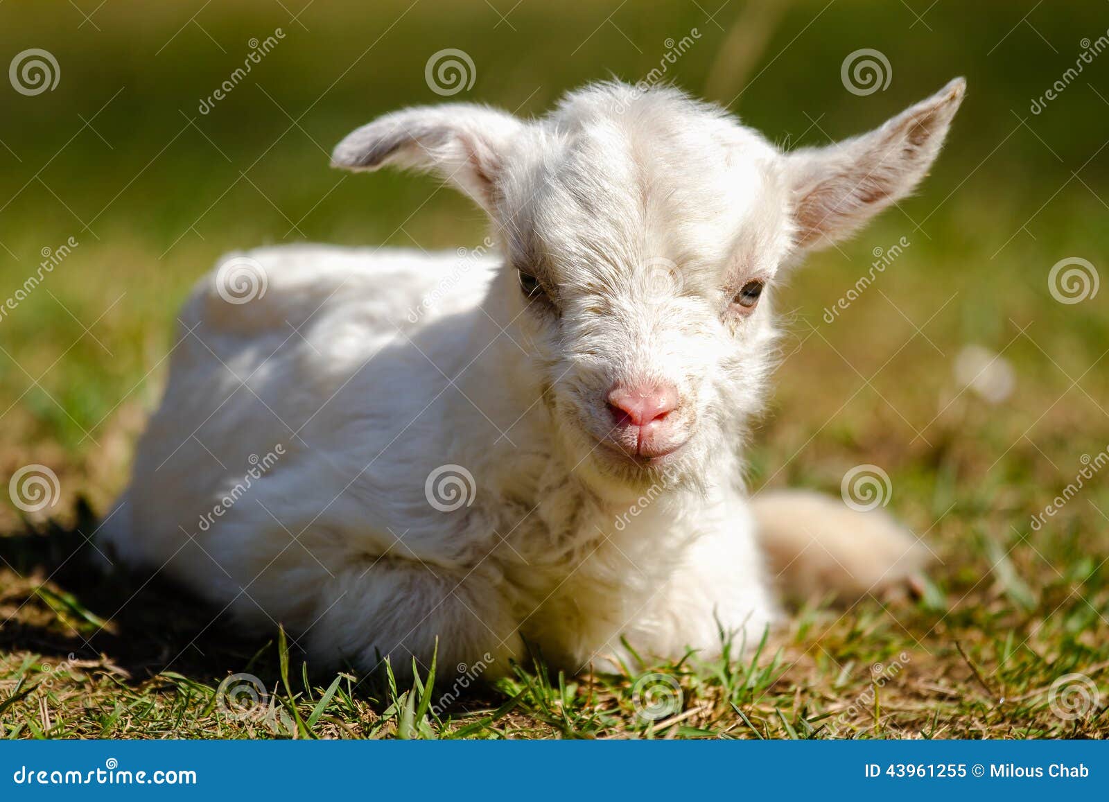 Pasgeboren jong geitje stock afbeelding. Image of niemand - 43961255