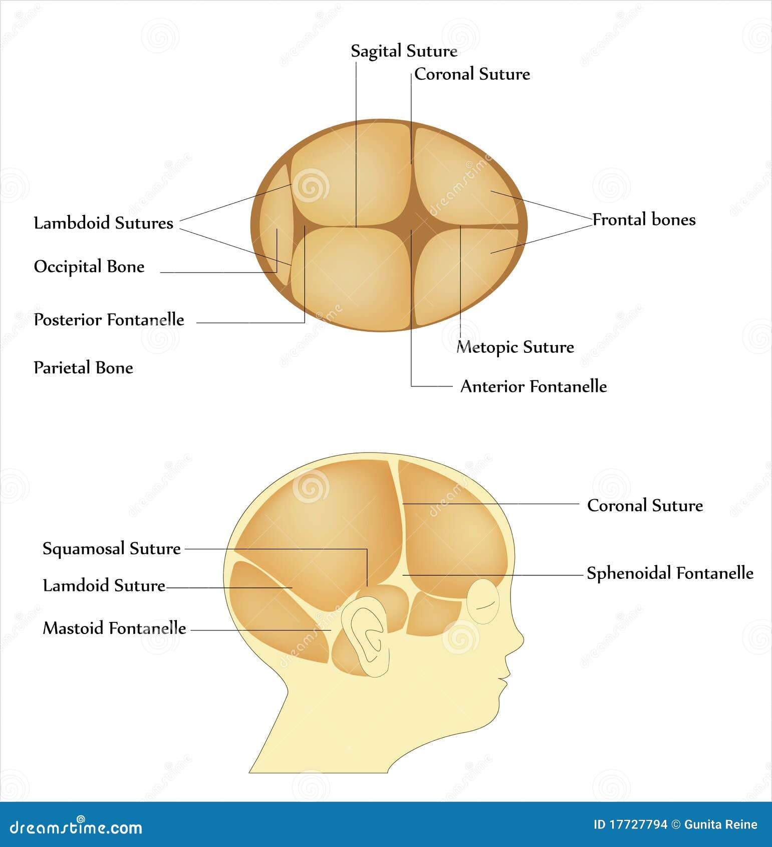 Pasgeboren schedel vector illustratie. Illustration of arbeid - 17727794