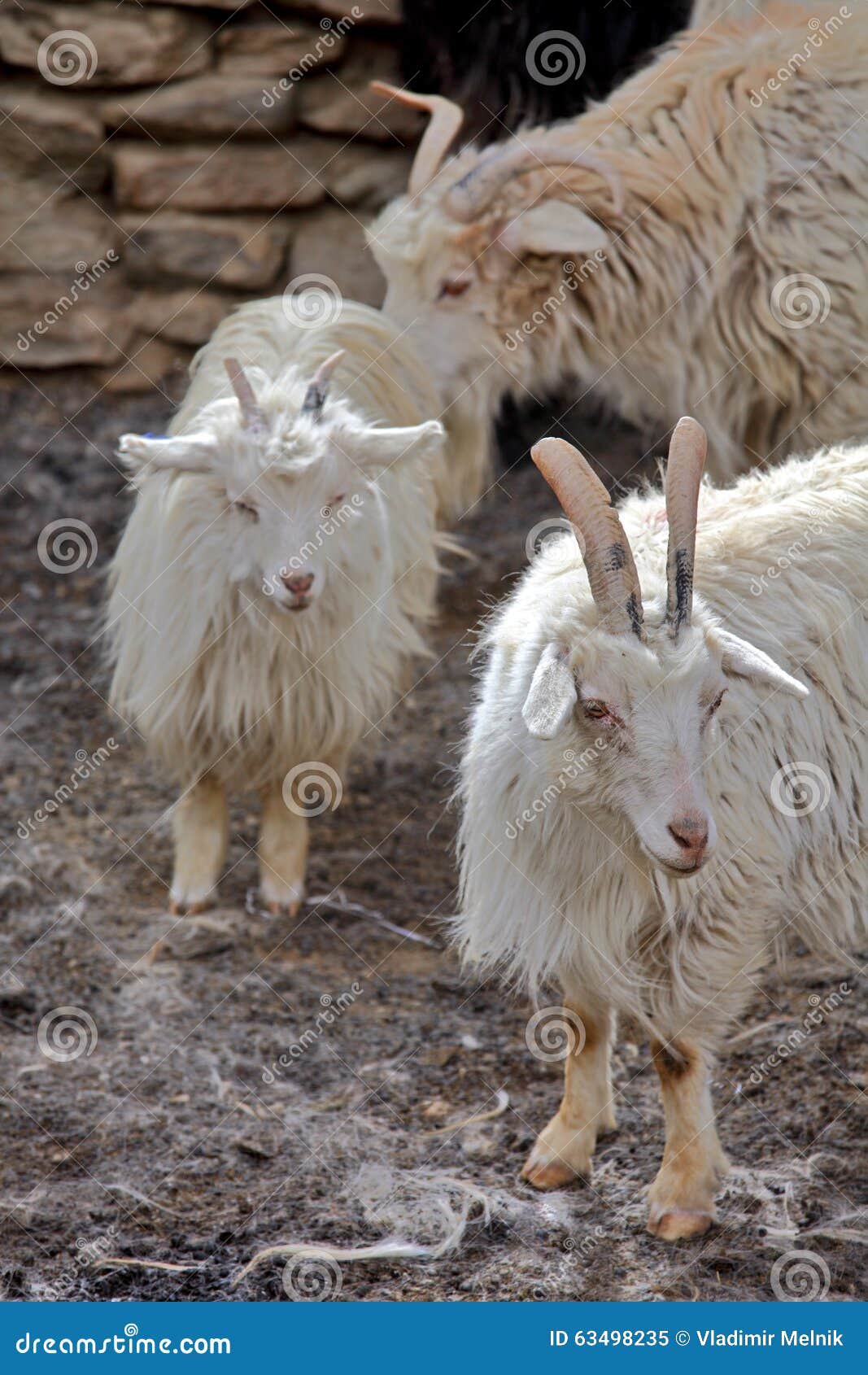Pashmina goats stock image. Image of barnyard, country - 63498235