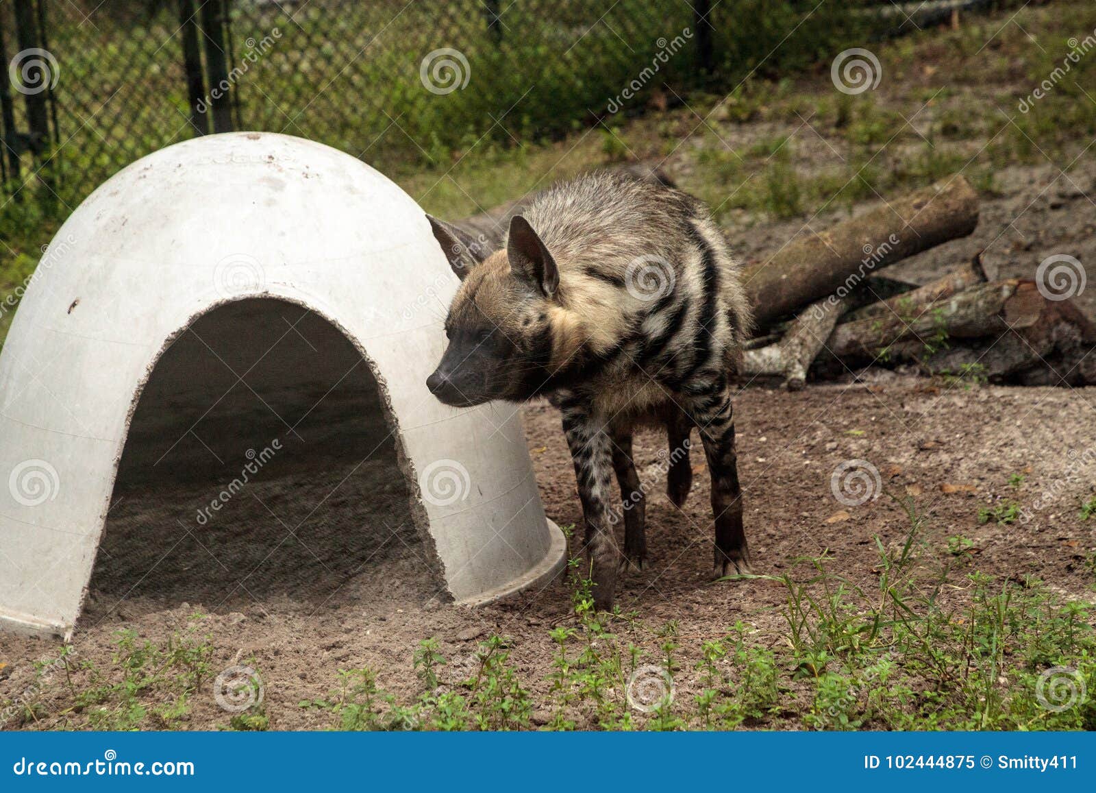 Pasiastej Hieny Hyaena Nazwany Hyaena Obraz Stock - Obraz złożonej z ...