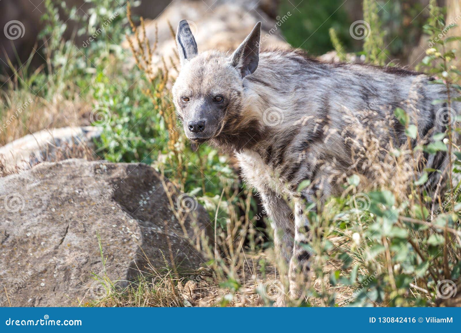 Pasiasty Hieny Hyaena Hyaena Zdjęcie Stock - Obraz złożonej z kolor ...
