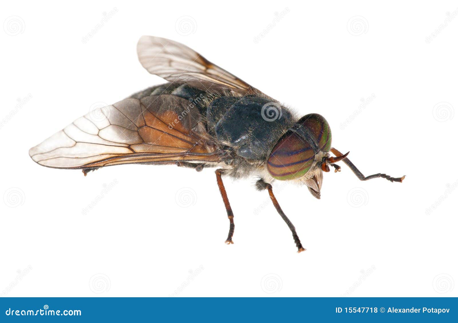 Paskujący oko duży giez zdjęcie stock. Obraz złożonej z jeden - 15547718