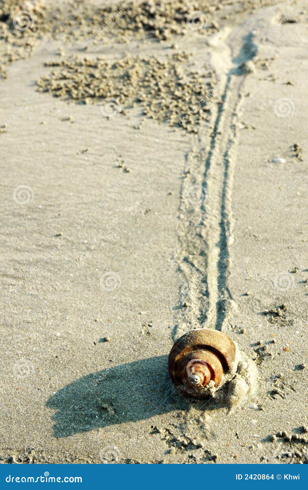 Paso Lento Del Caracol En La Arena Foto de archivo - Imagen de ...