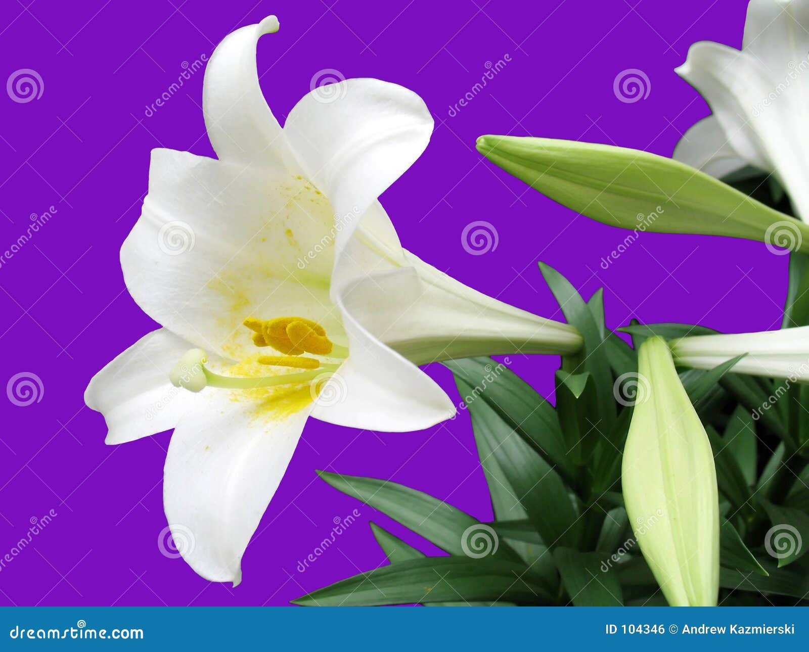 Pasqua Lilly fotografia stock. Immagine di fiore, lampadina - 104346