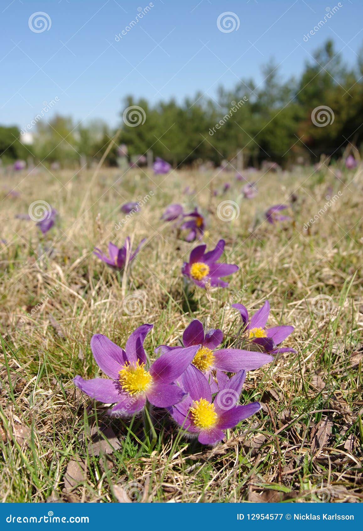 Pasque flower stock image. Image of flower, forest, grass - 12954577