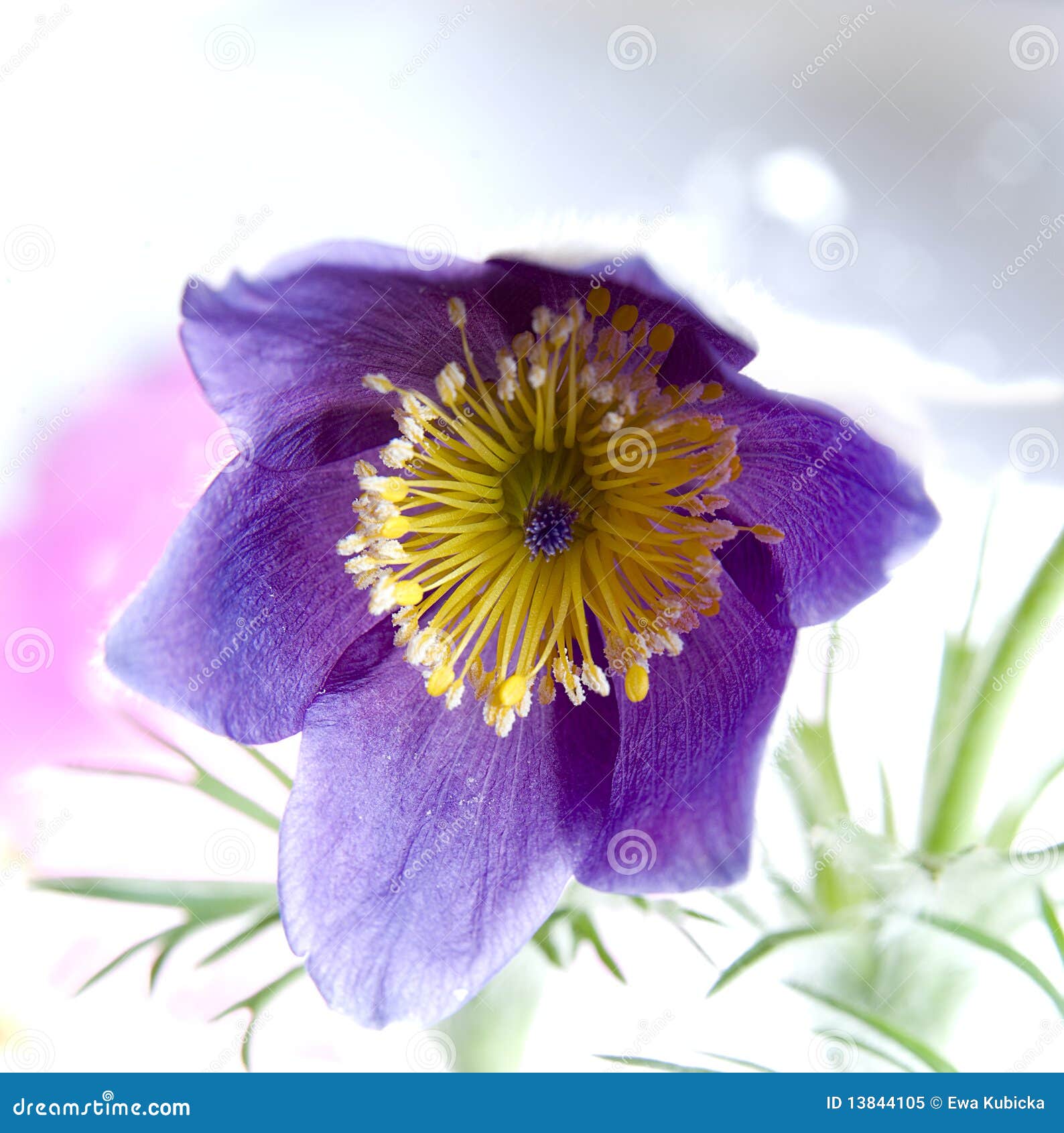Pasque-flower stock image. Image of hairs, closeup, detail - 13844105