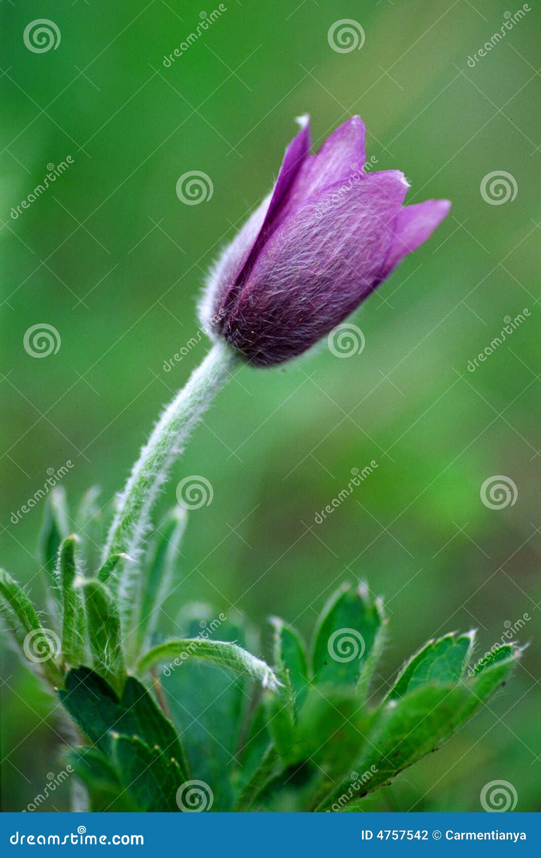 Pasque flower stock photo. Image of busy, green, blossom - 4757542