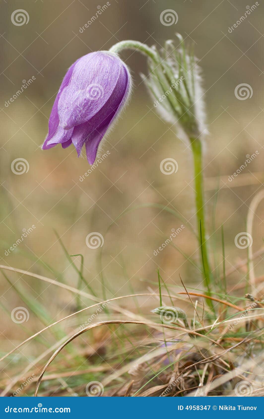 Pasque-flower stock image. Image of purple, spring, plant - 4958347