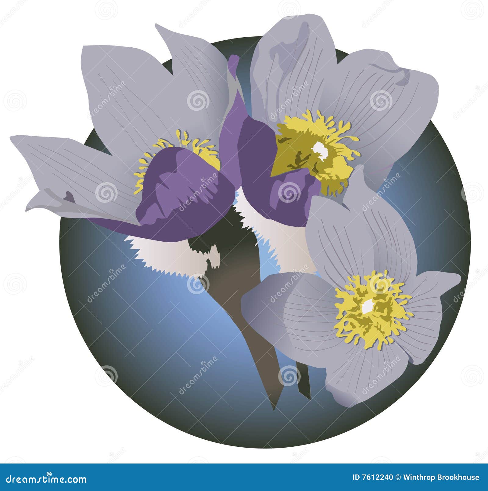 Pasque FLower stock illustration. Illustration of plant - 7612240