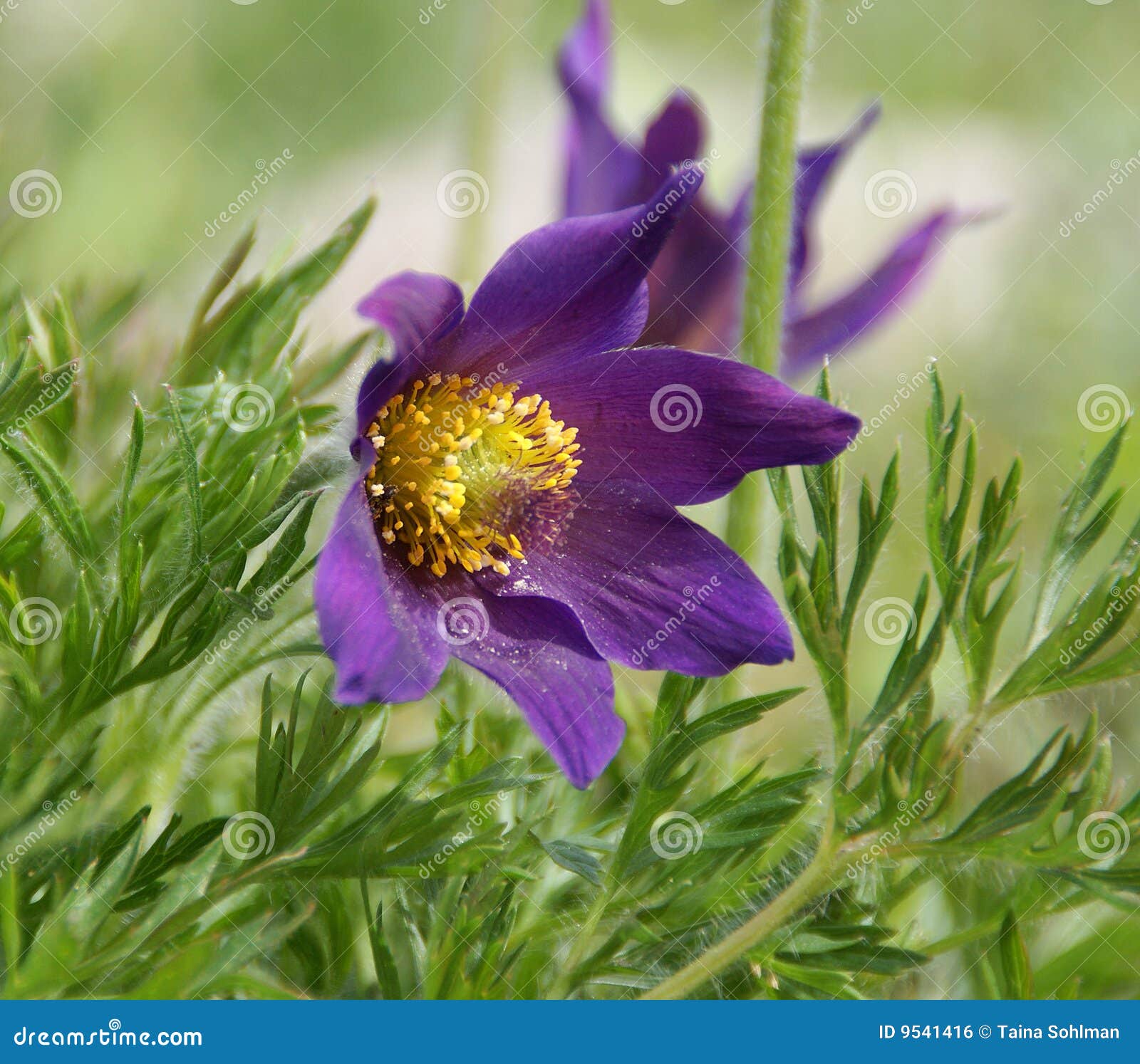 Pasque Flower Stock Photo | CartoonDealer.com #9541416