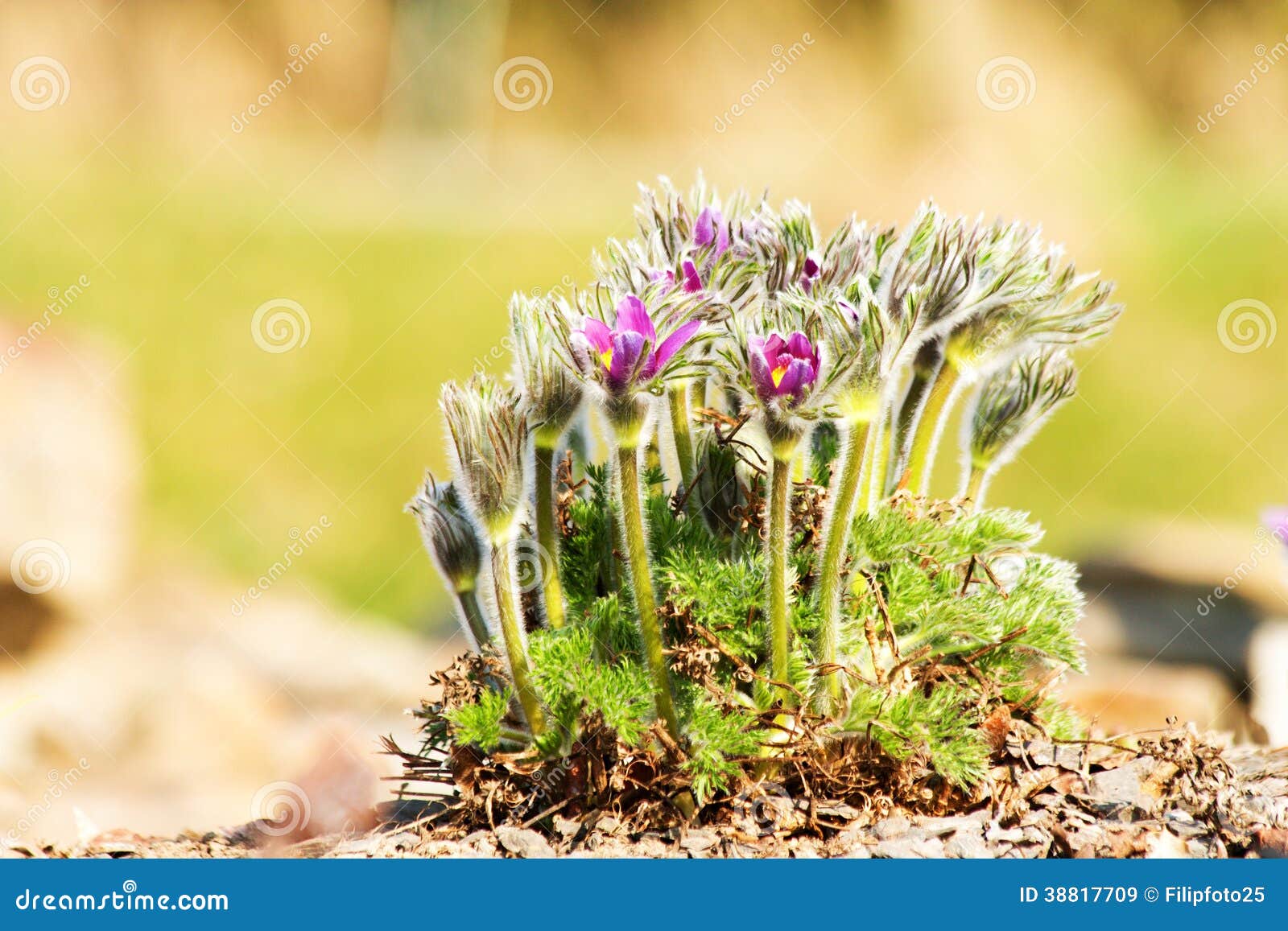 Pasque flower stock image. Image of garden, grass, pulsatilla - 38817709