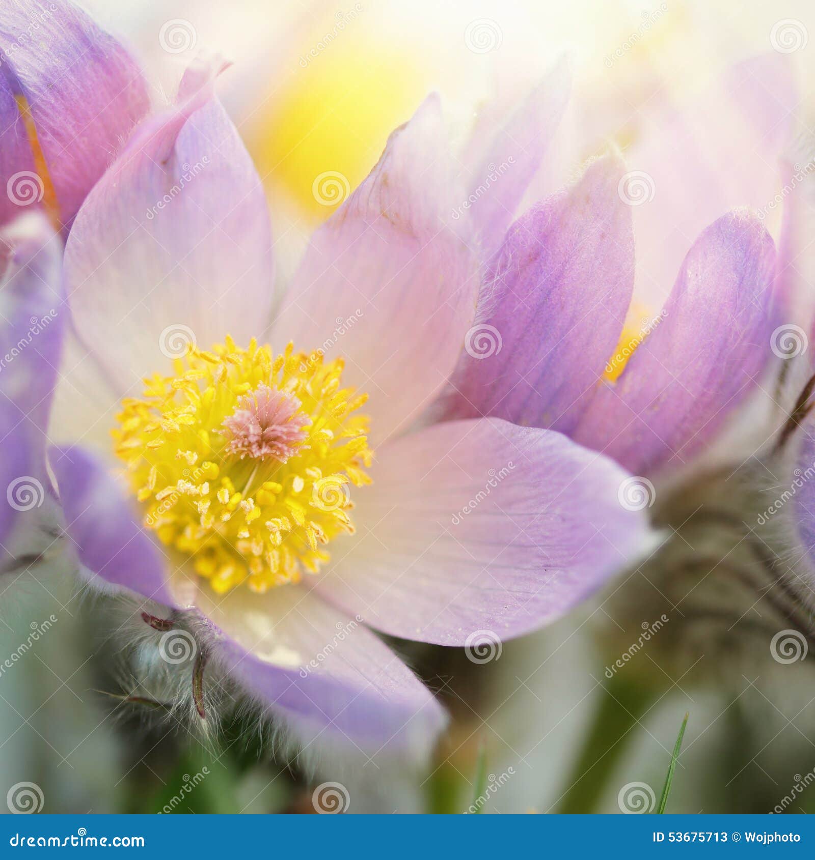 Pasque Flower Blossom in Early Spring Stock Image - Image of flower ...