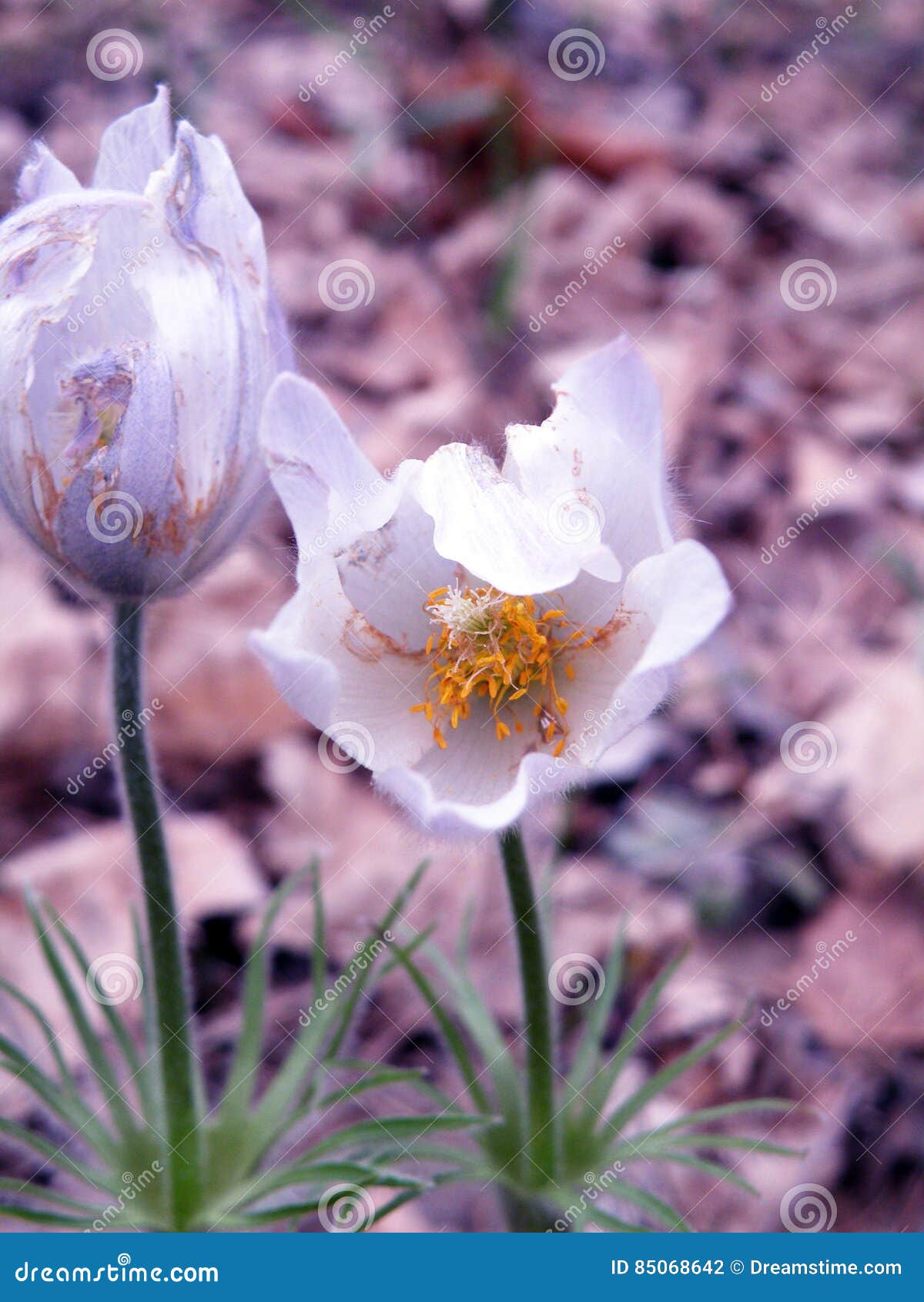 Pasque-flower stock photo. Image of flower, mdicinale - 85068642