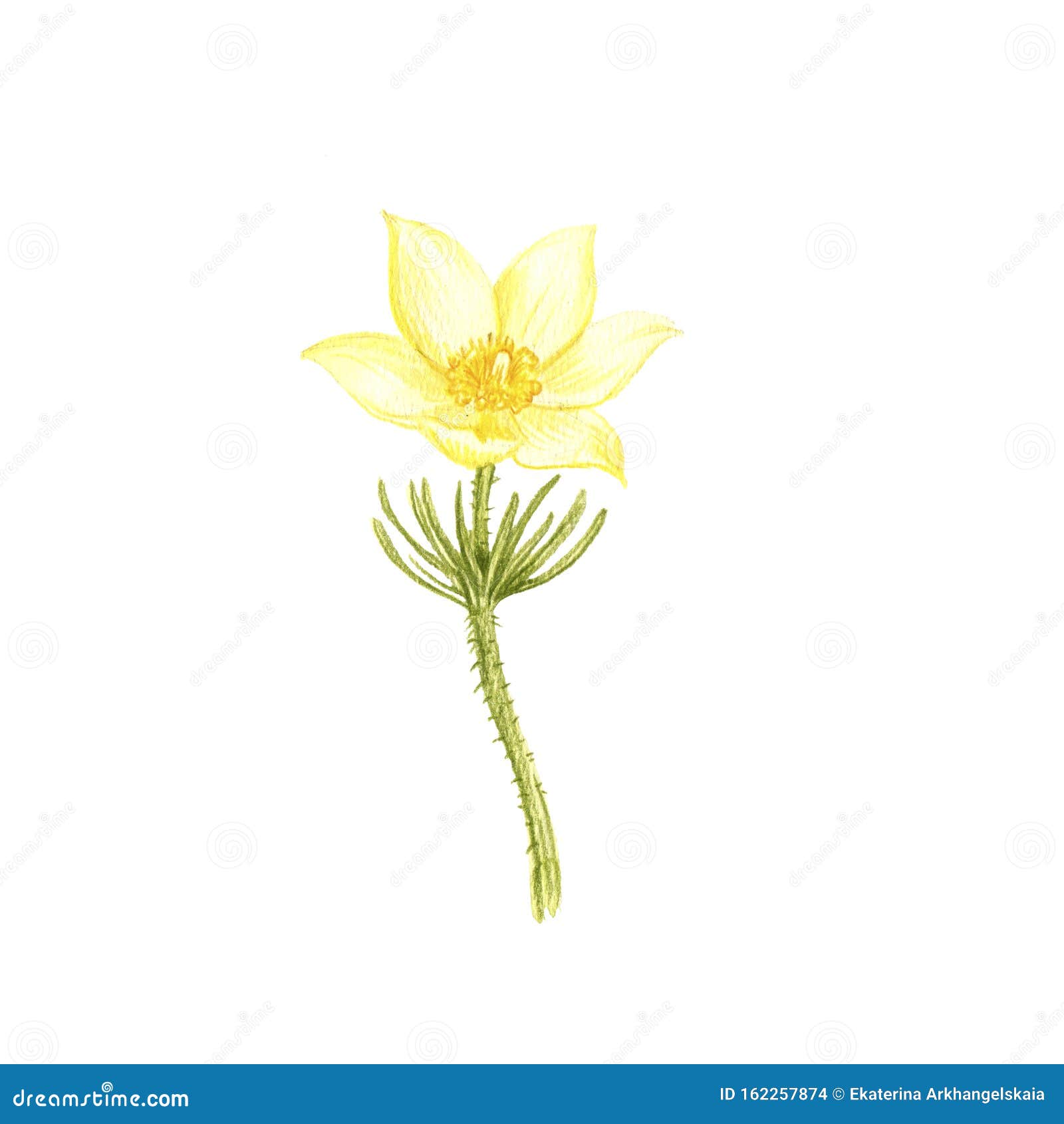 Pasque Flower, Drawing by Colored Pencils Stock Illustration ...