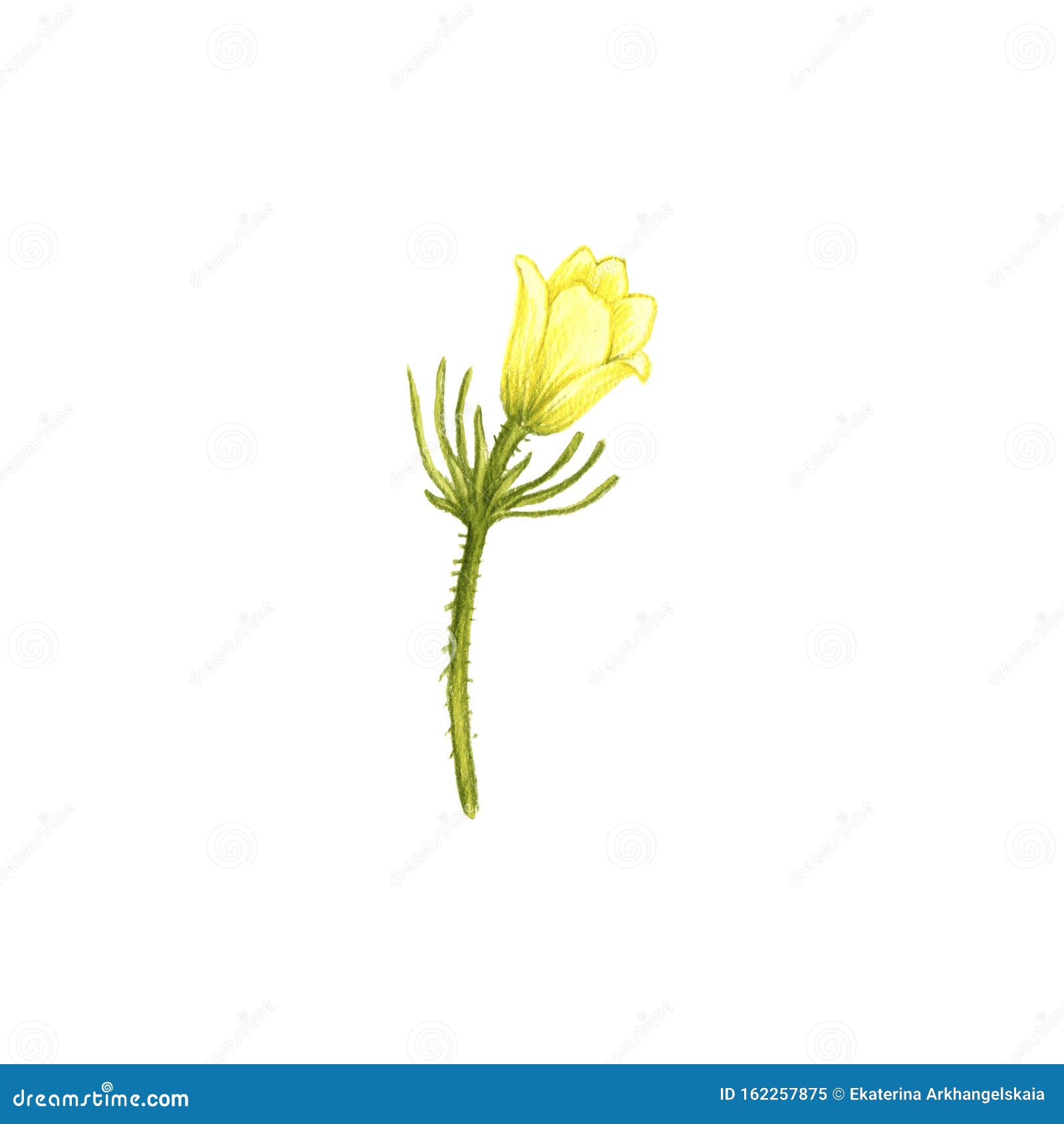 Pasque Flower, Drawing by Colored Pencils Stock Illustration ...